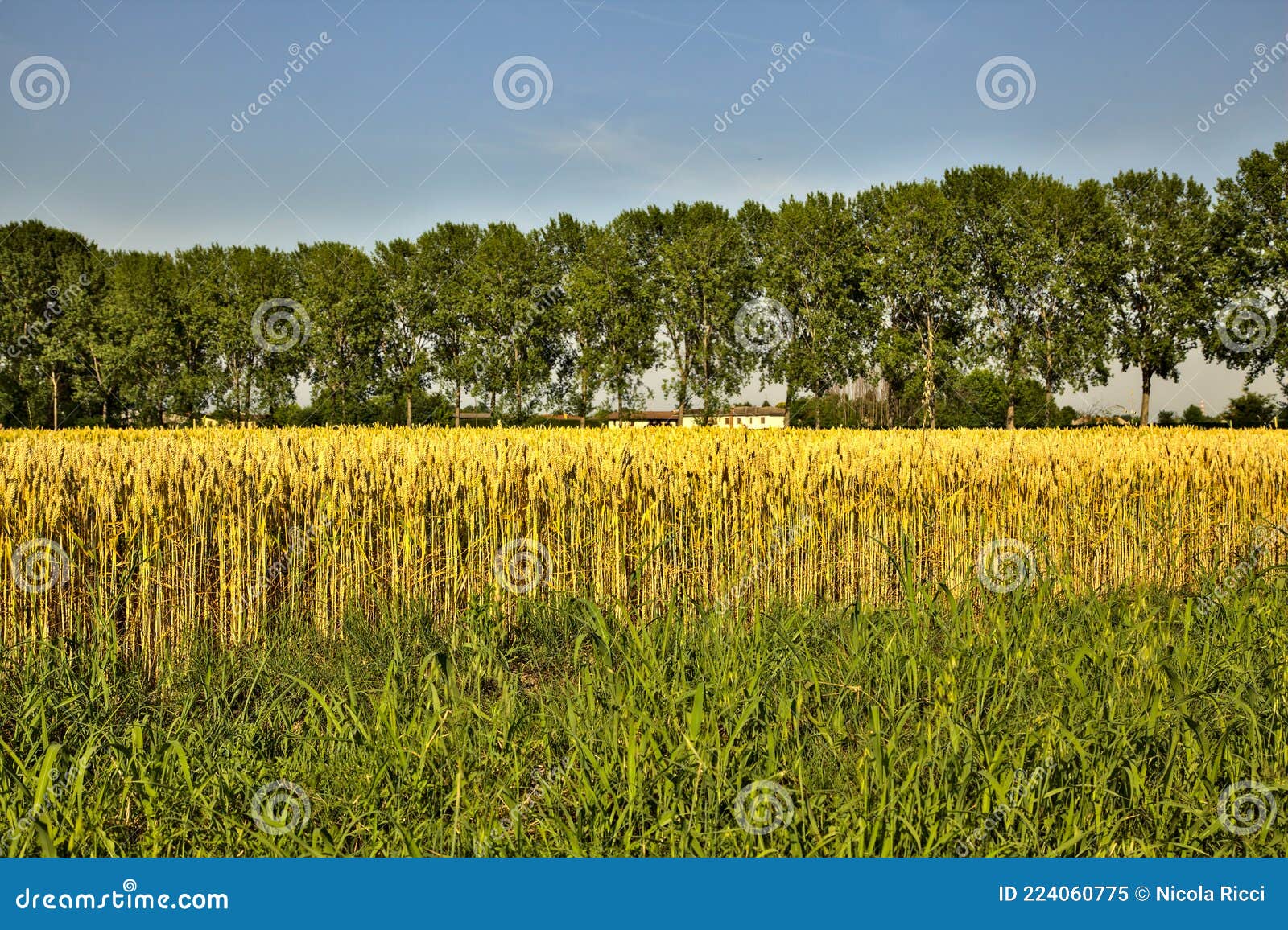 Wheat Field with Rows of Poplars in the Distance at Sunset in Summer ...