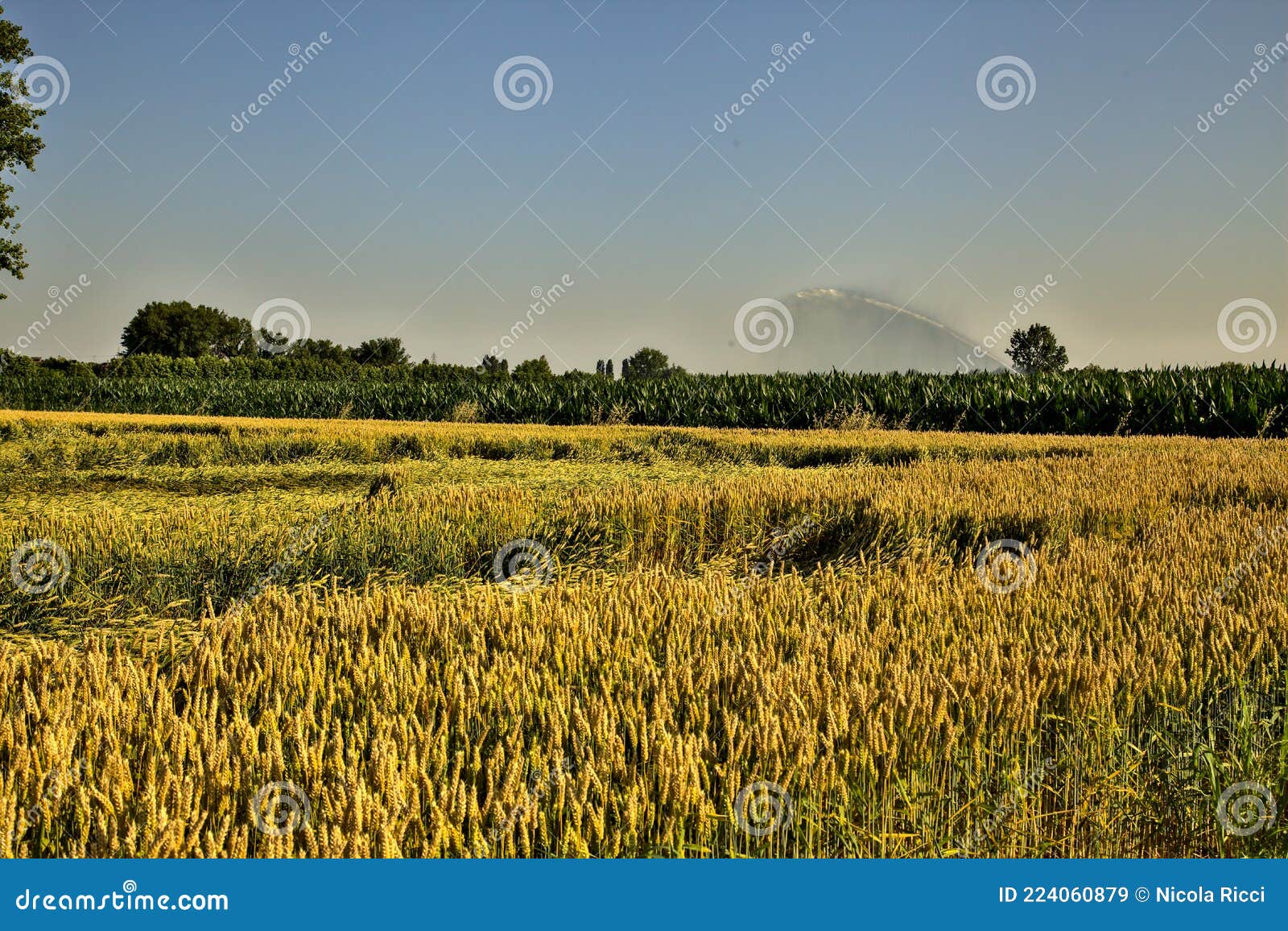Wheat Field with Rows of Poplars in the Distance at Sunset in Summer ...