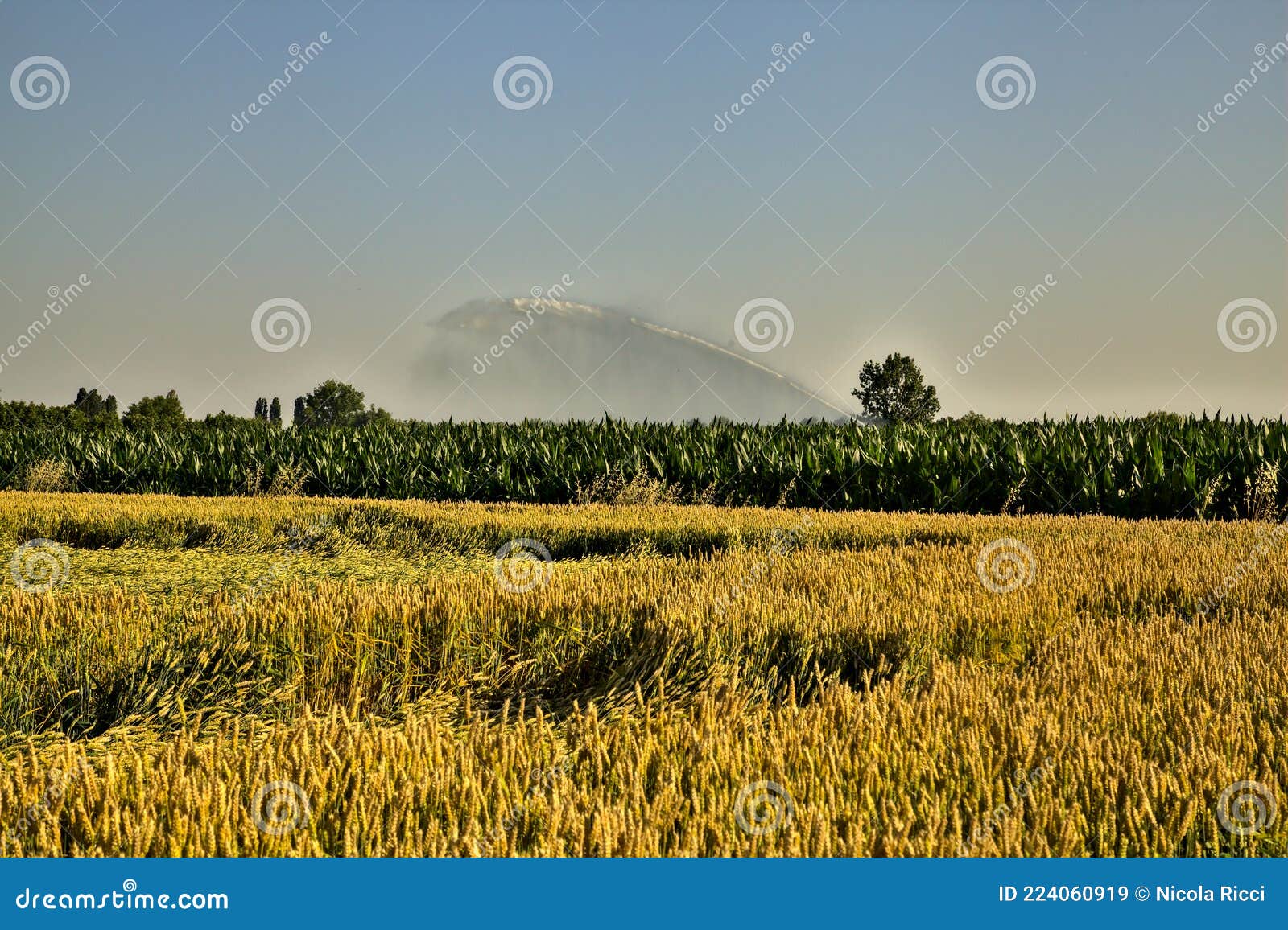 Wheat Field with Rows of Poplars in the Distance at Sunset in Summer ...