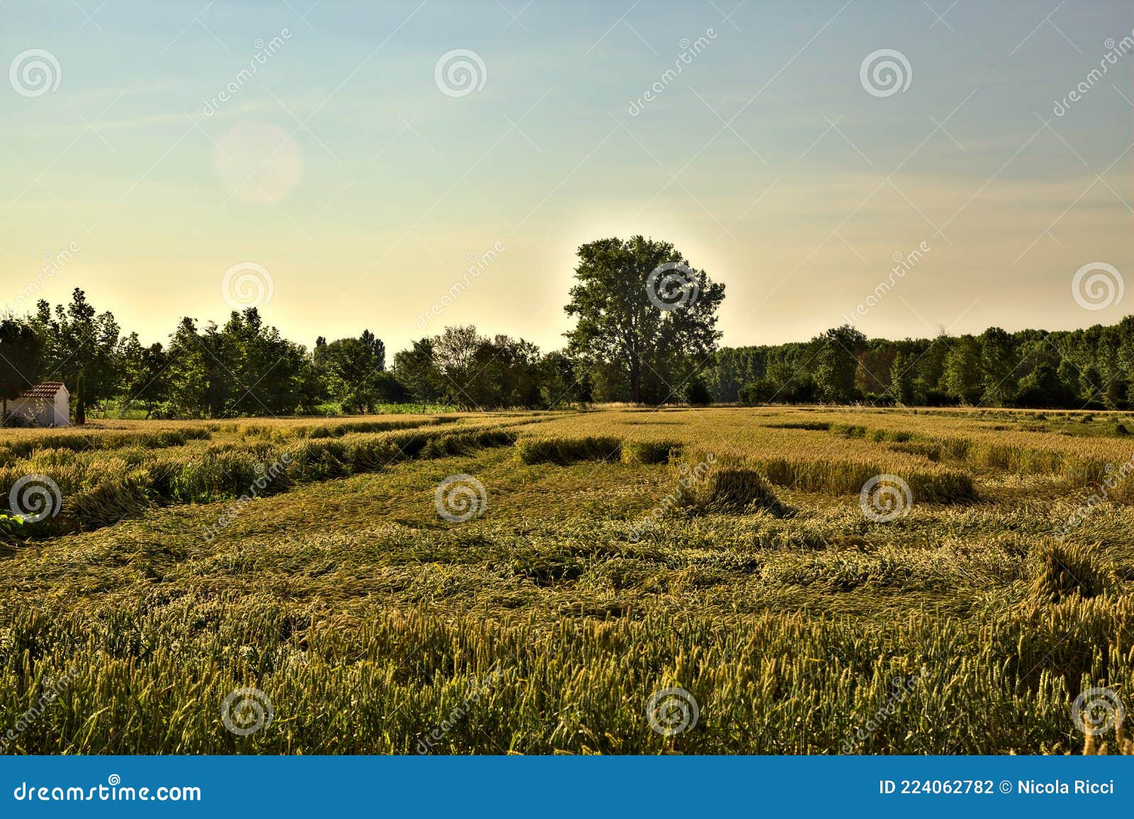 Wheat Field with Rows of Poplars in the Distance at Sunset in Summer ...