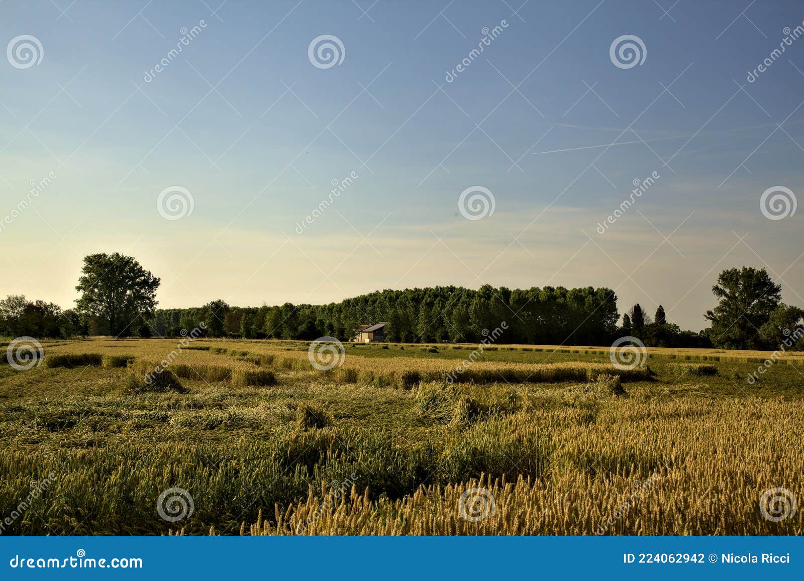 Wheat Field with Rows of Poplars in the Distance at Sunset in Summer ...