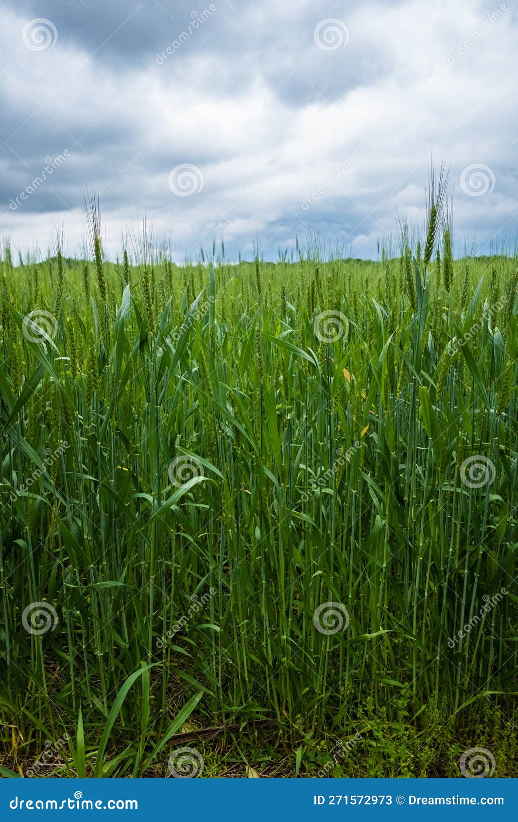 Wheat Field stock image. Image of fresh, farming, farm - 271572973
