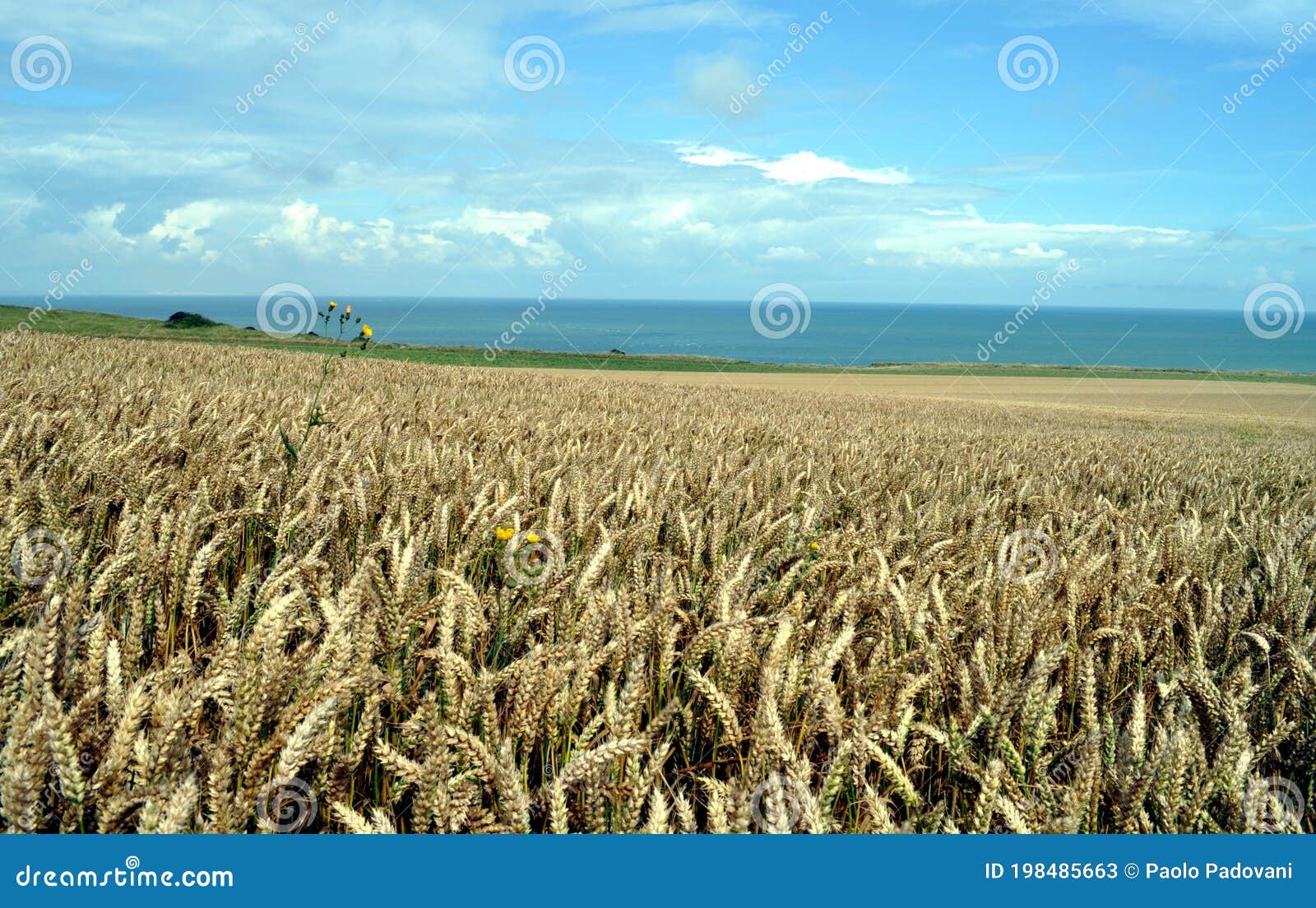 Wheat field on the sea stock image. Image of europe - 198485663
