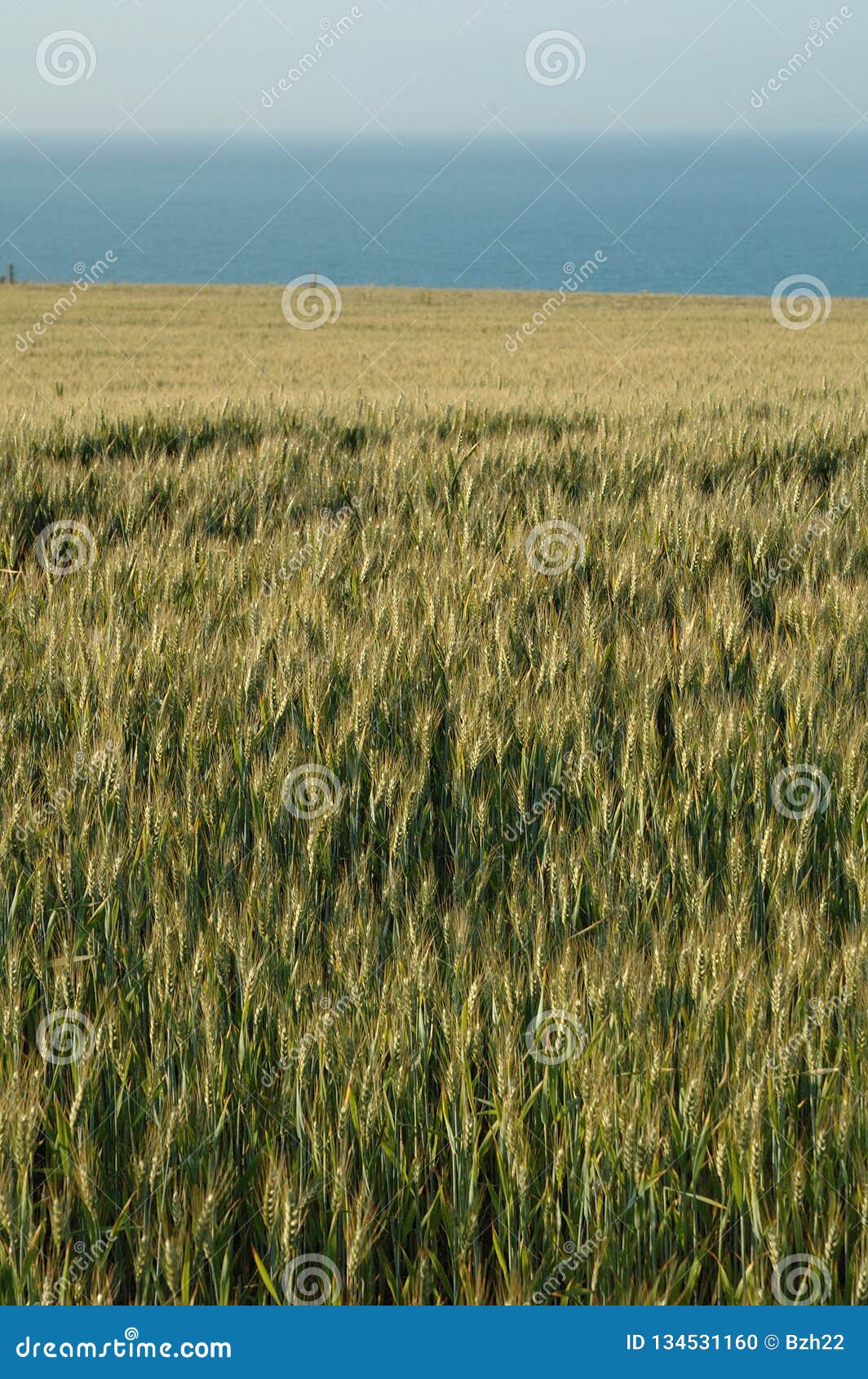 Wheat field by the sea stock photo. Image of rural, agriculture - 134531160