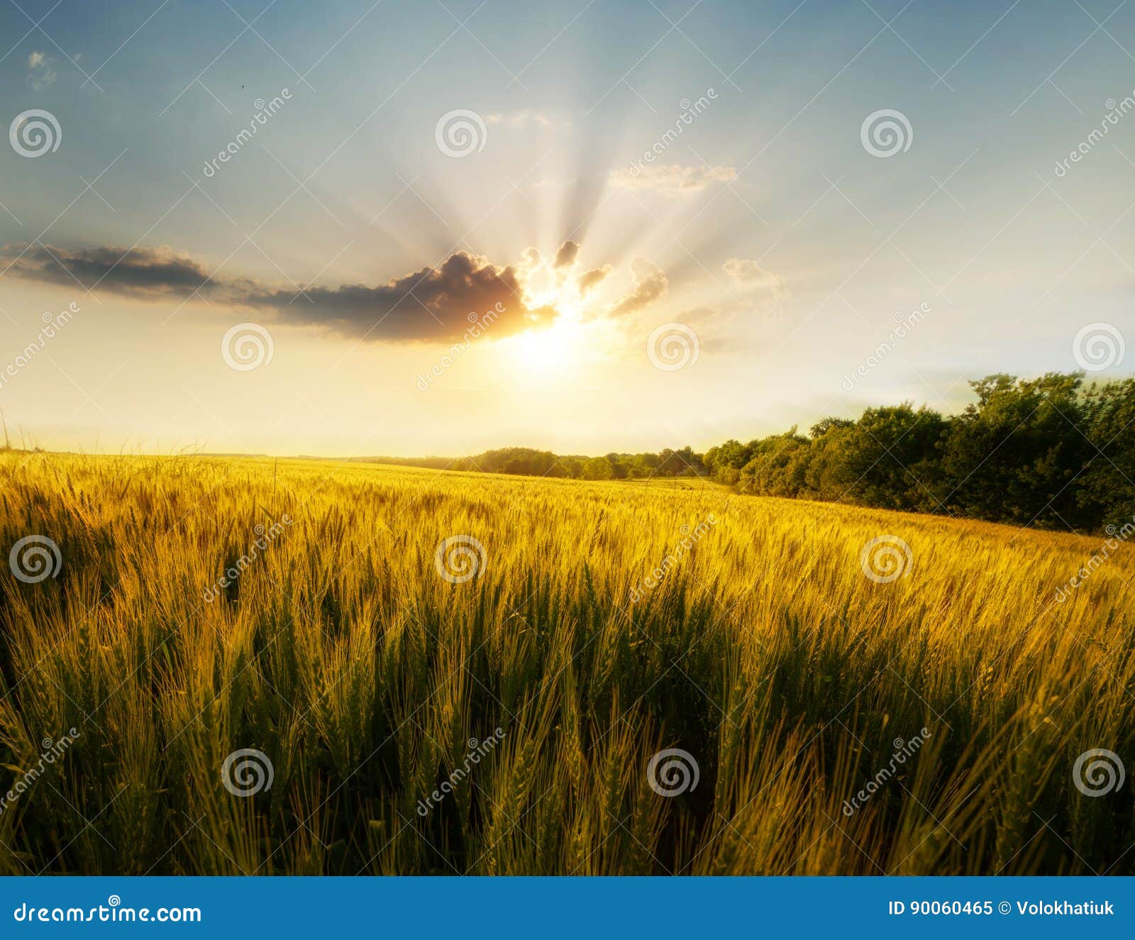 Wheat field on setting sun stock image. Image of beautiful - 90060465