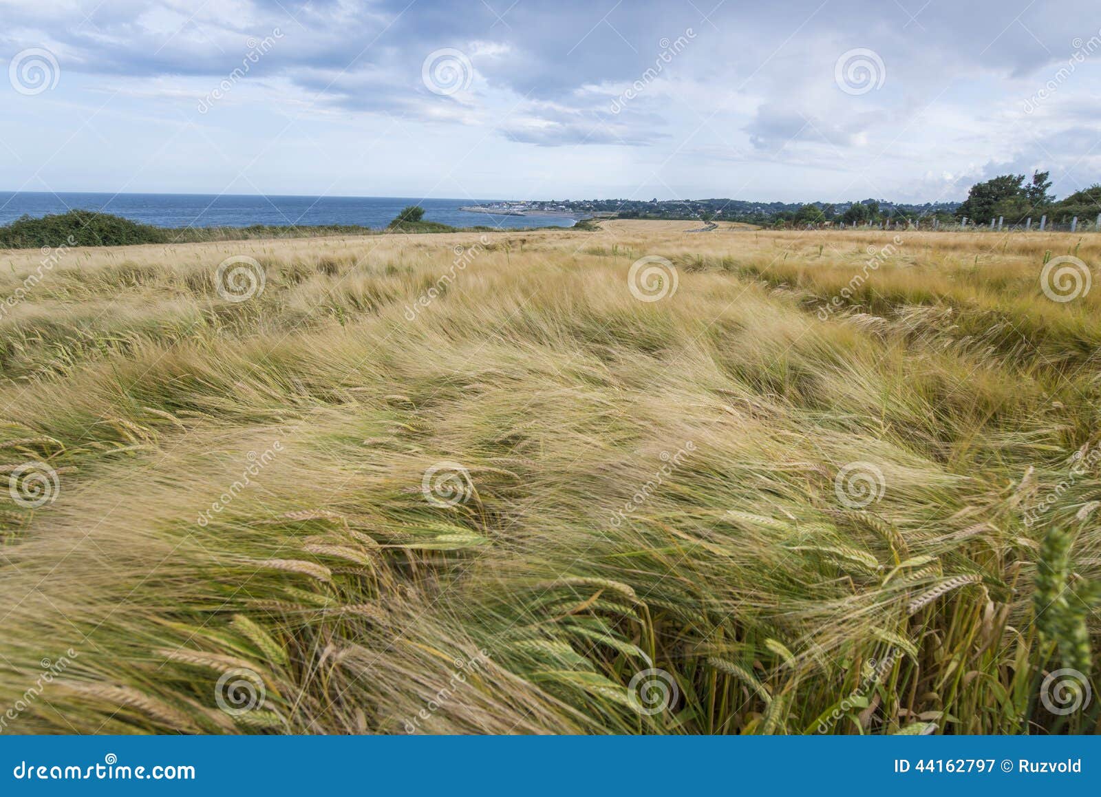 Wheat Field on the Shore in Ireland. Stock Image - Image of shoreline ...