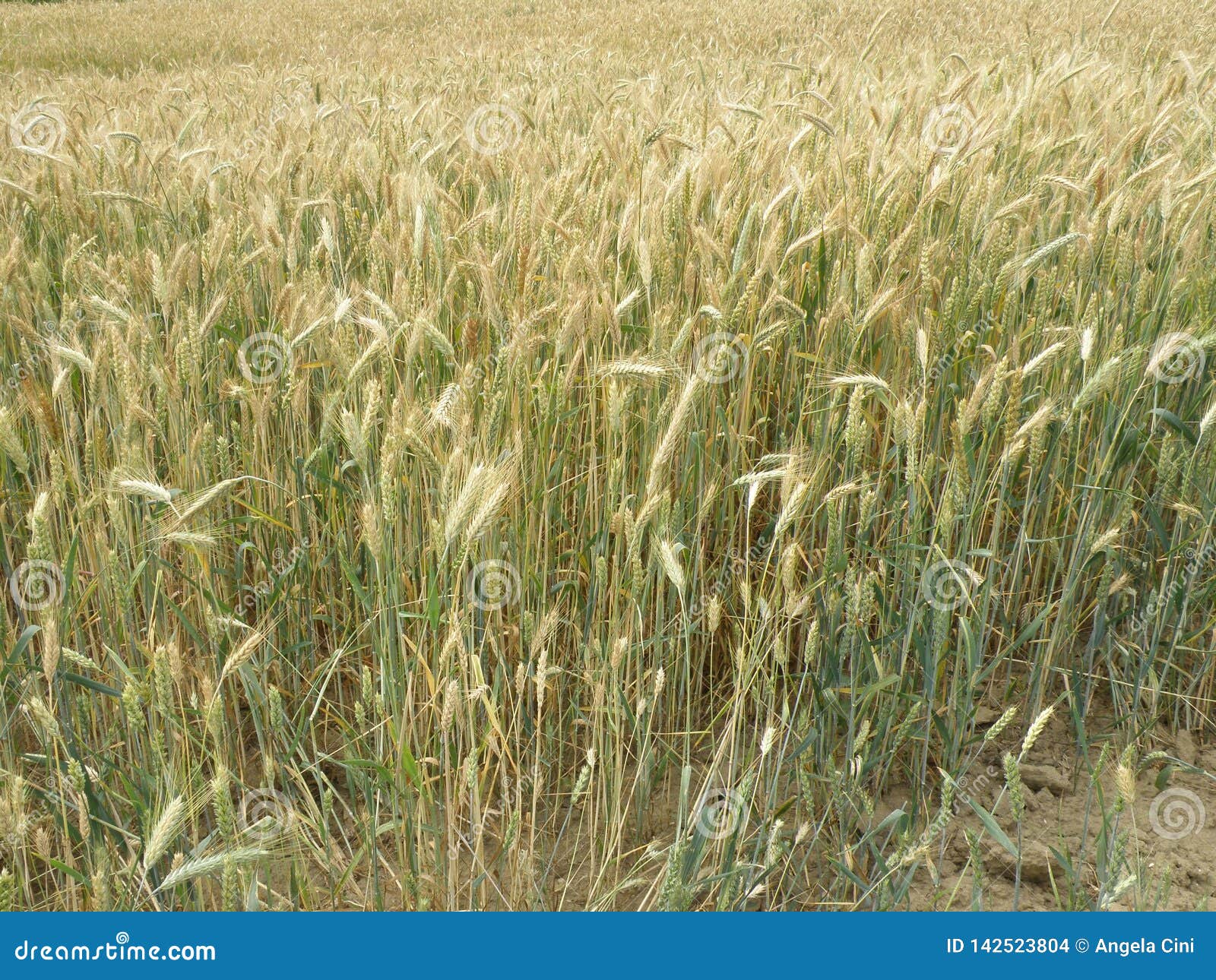 Wheat Field and Soild or Ground Stock Photo - Image of corn, leaf ...