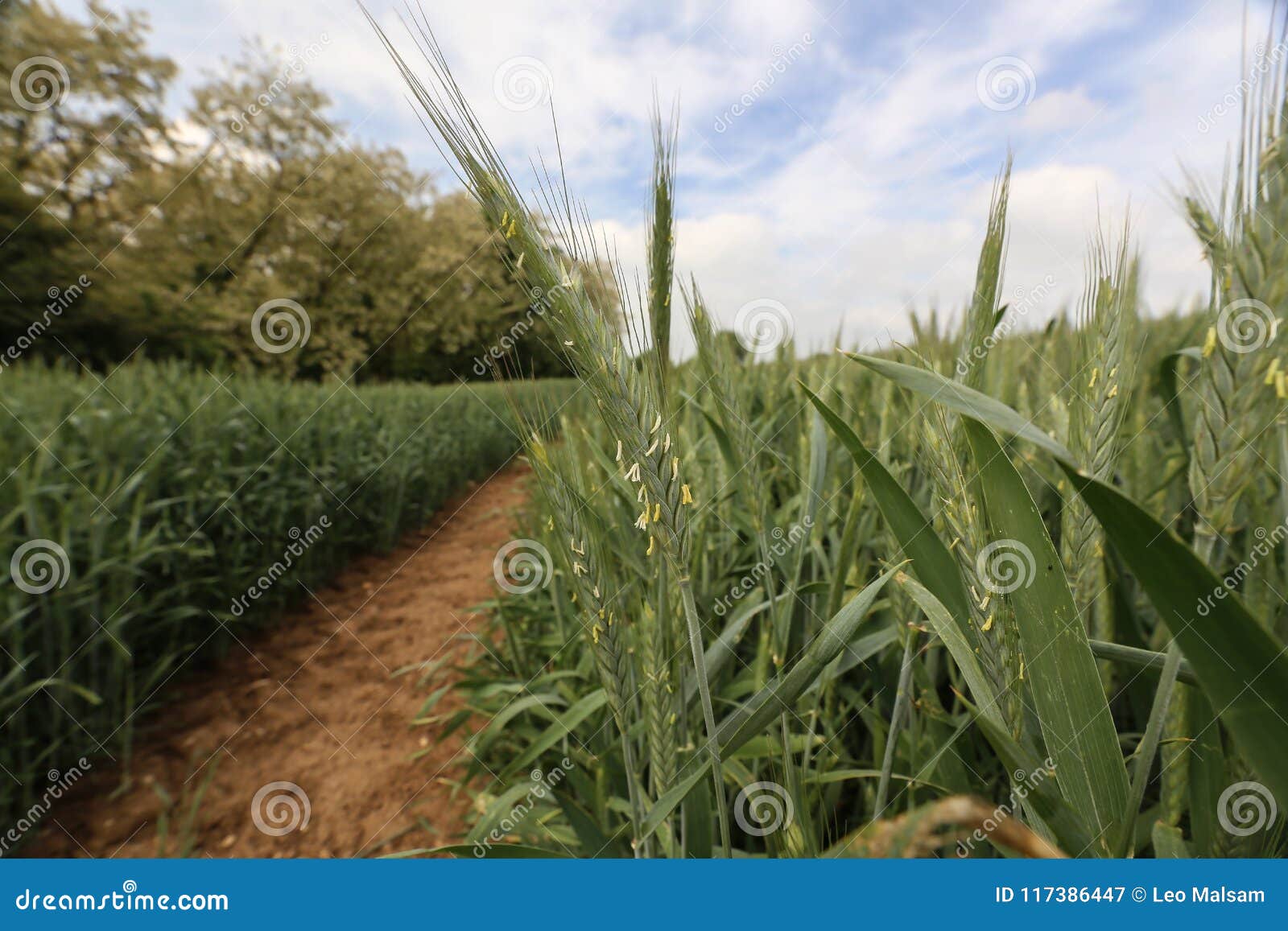 Spikes close up stock image. Image of field, natural - 117386447