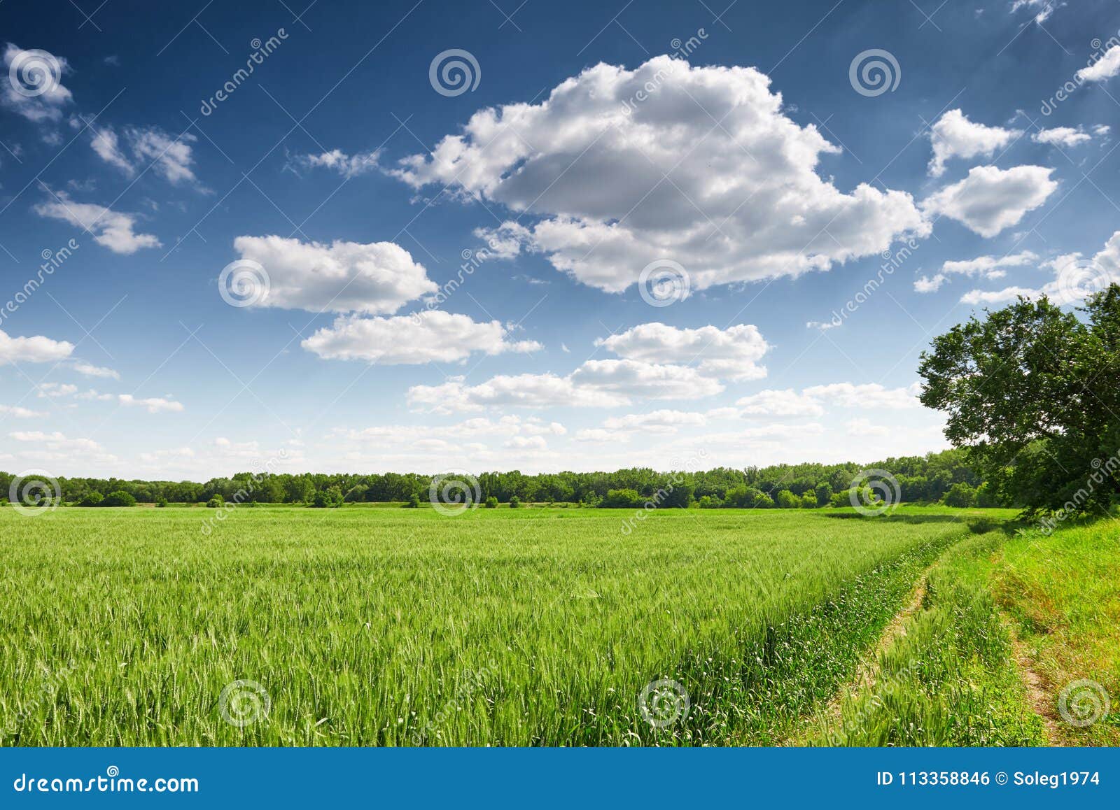 Wheat Field in Spring, Beautiful Landscape, Green Grass and Blue Sky ...