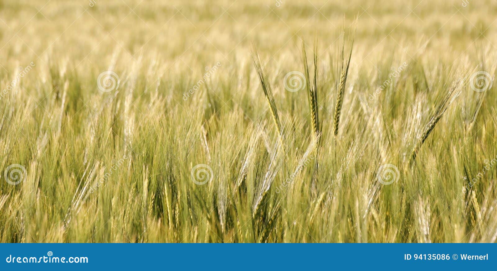 Wheat field in Spring stock photo. Image of green, landscape - 94135086