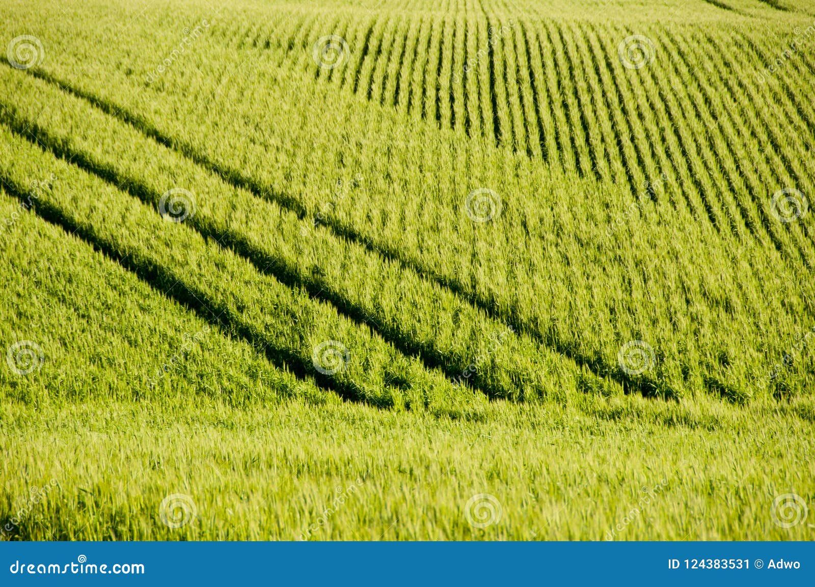 Wheat Field in Spring stock image. Image of rural, grow - 124383531