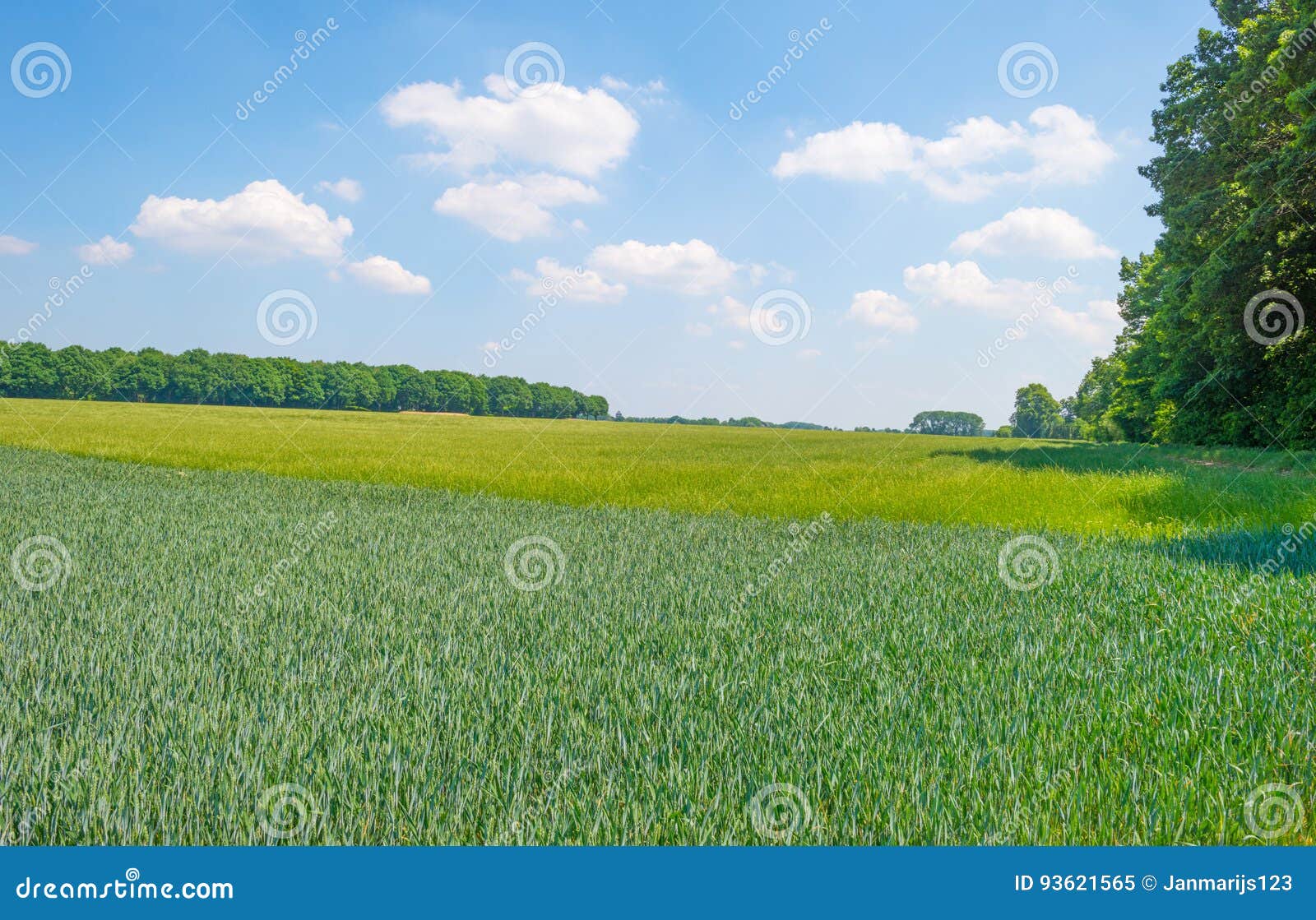 Wheat Field in Spring in Sunlight Stock Image - Image of industry ...