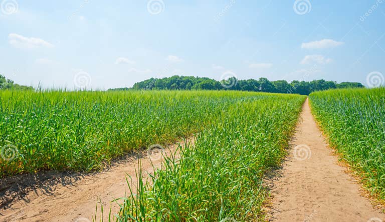 Wheat Field in Spring in Sunlight Stock Image - Image of trees, green ...