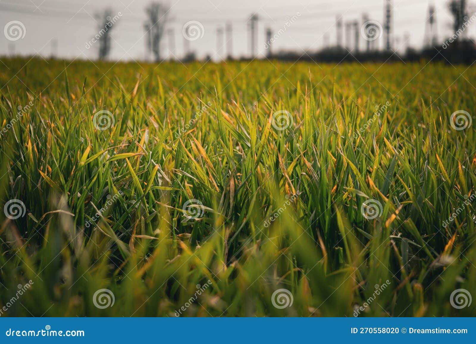 Wheat Field in the Spring Water Droplets Stock Photo - Image of country ...