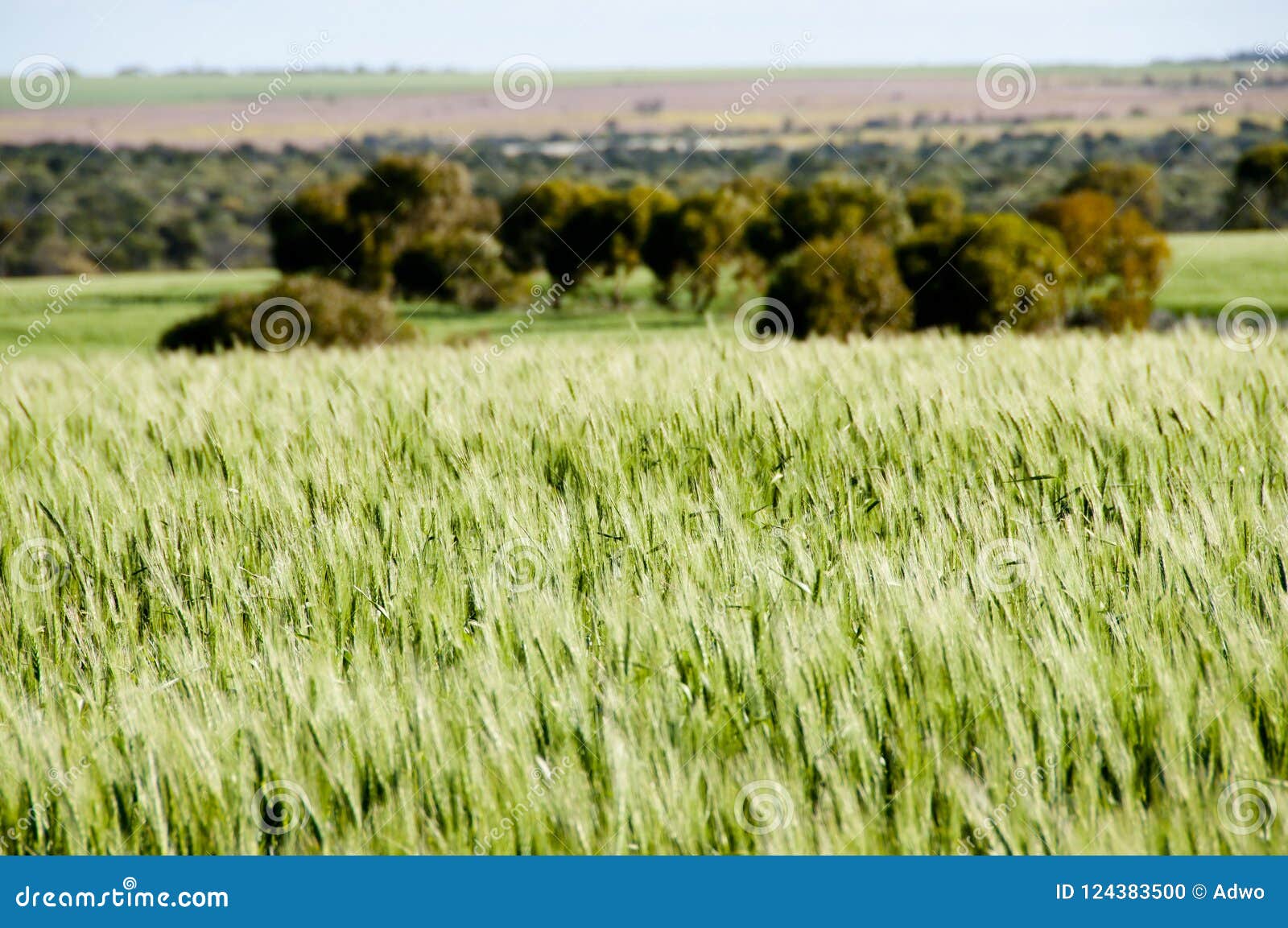 Wheat Field in Spring stock photo. Image of nature, farm - 124383500