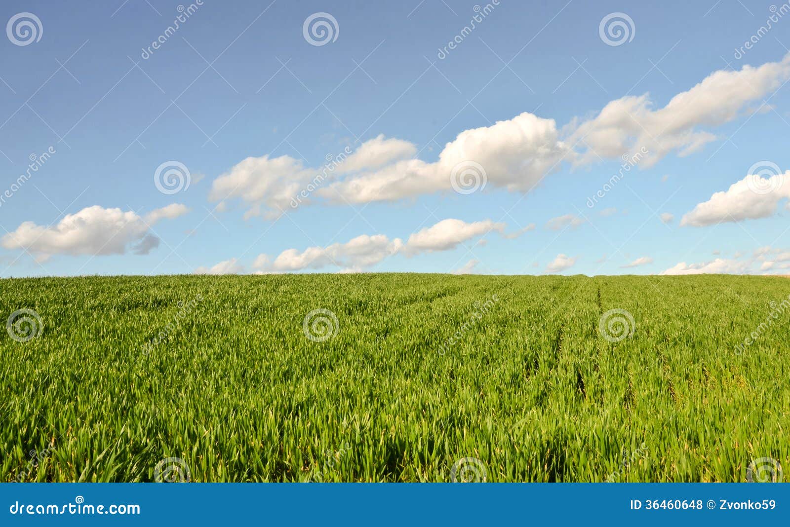 Wheat Field in Spring stock photo. Image of grow, clouds - 36460648