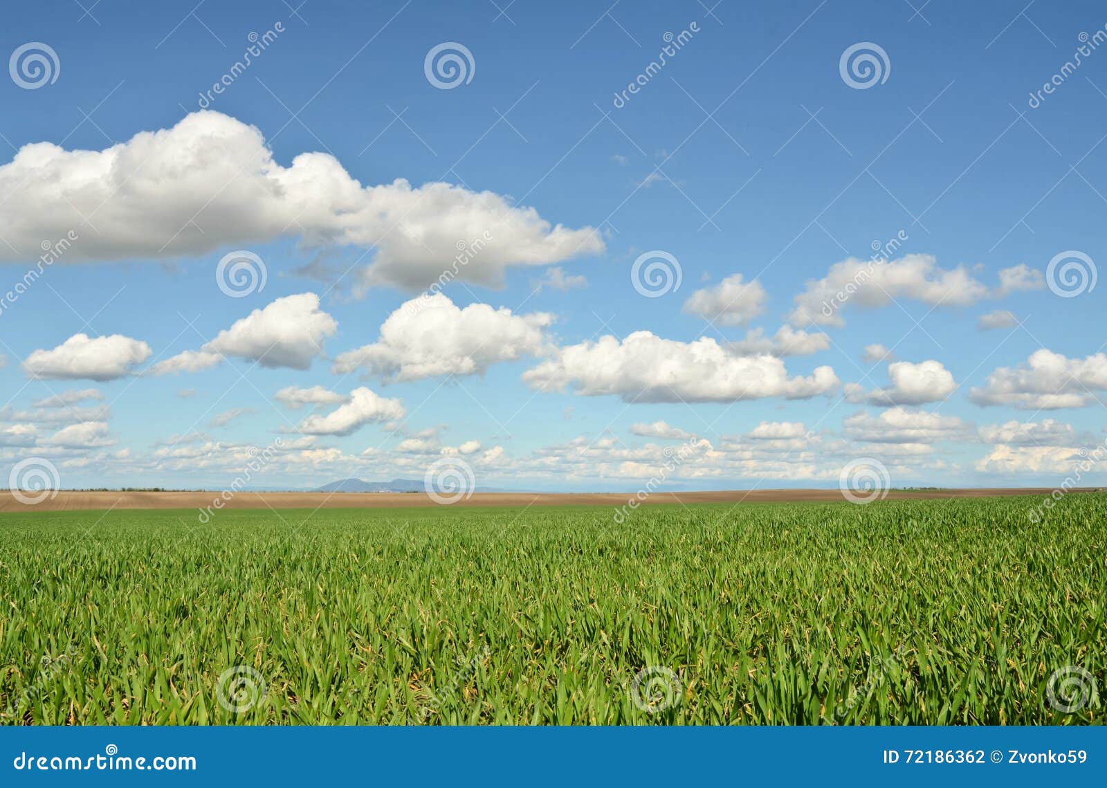 Wheat field in spring stock photo. Image of grains, growing - 72186362