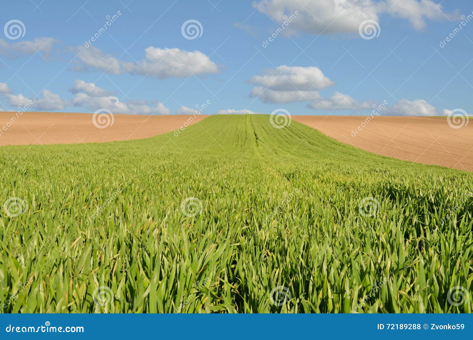 Wheat field in spring stock photo. Image of crop, cultivated - 72189288