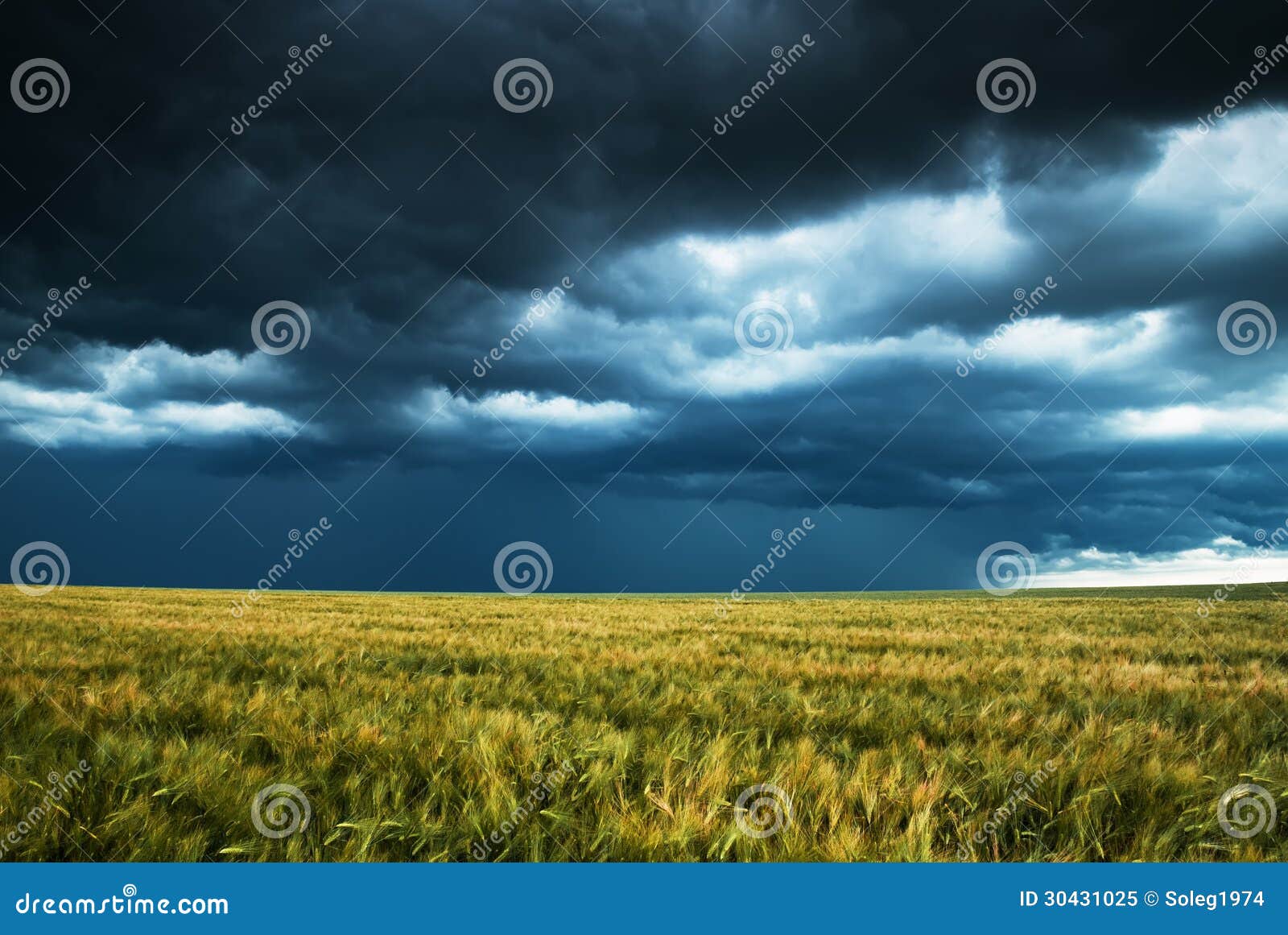 Wheat field and stormy sky stock image. Image of meadow - 30431025