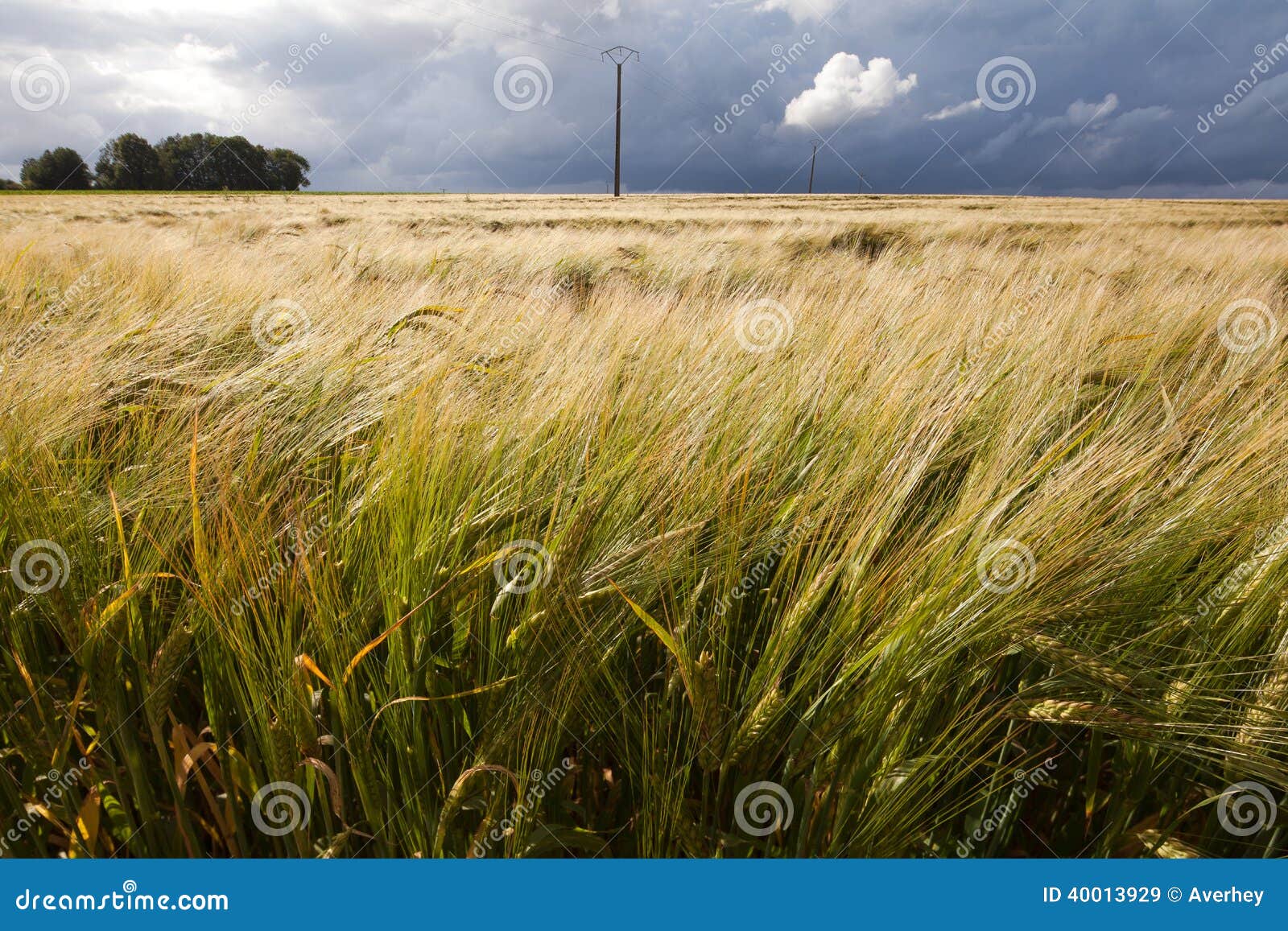 Wheat field in the wind stock image. Image of storm, stack - 40013929