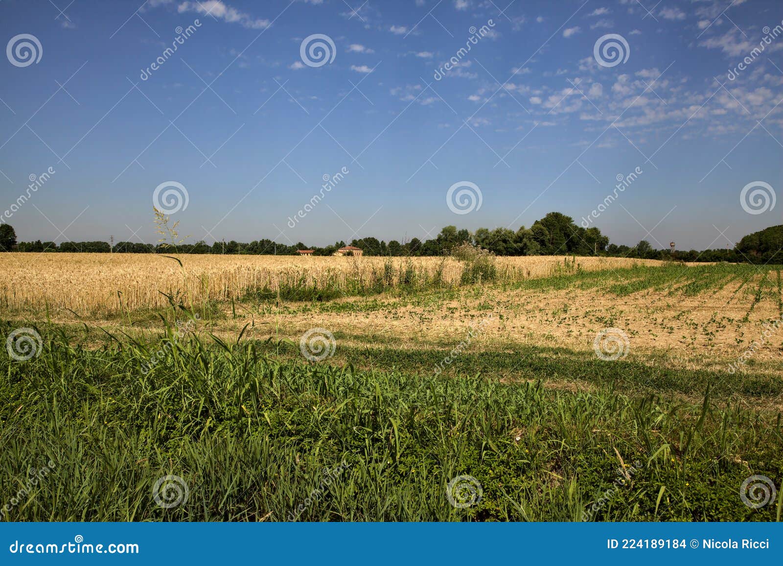 Wheat Field with a Stream of Water in the Countryside in Summer Stock ...
