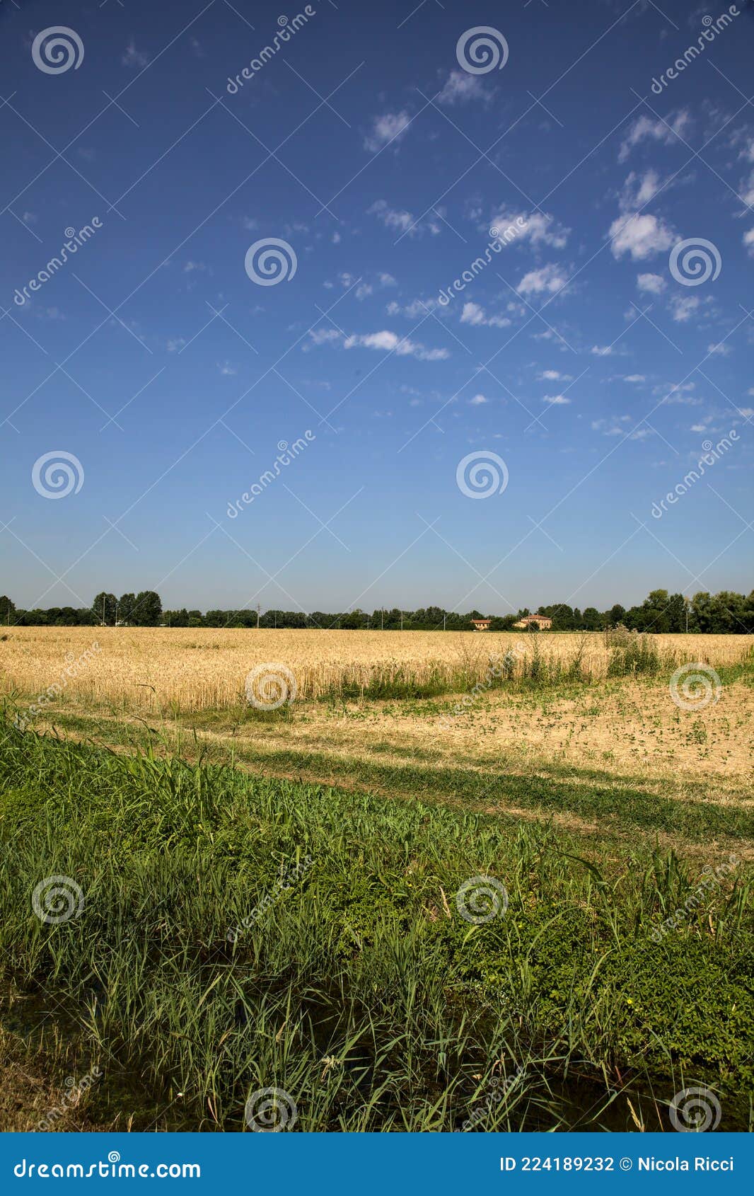 Wheat Field with a Stream of Water in the Countryside in Summer Stock ...