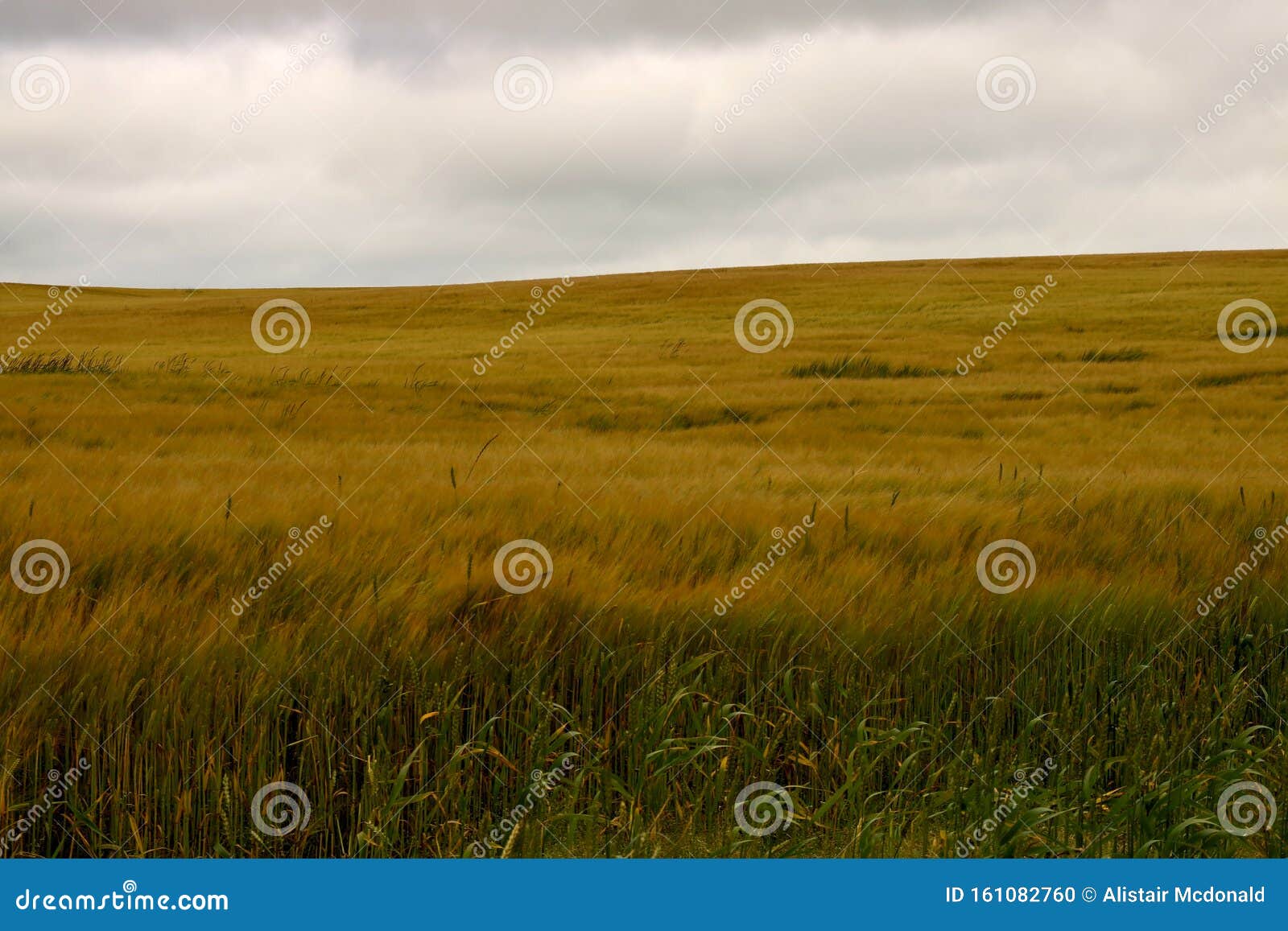 Wheat Field in a Strong Breeze at Dusk Stock Photo - Image of ...