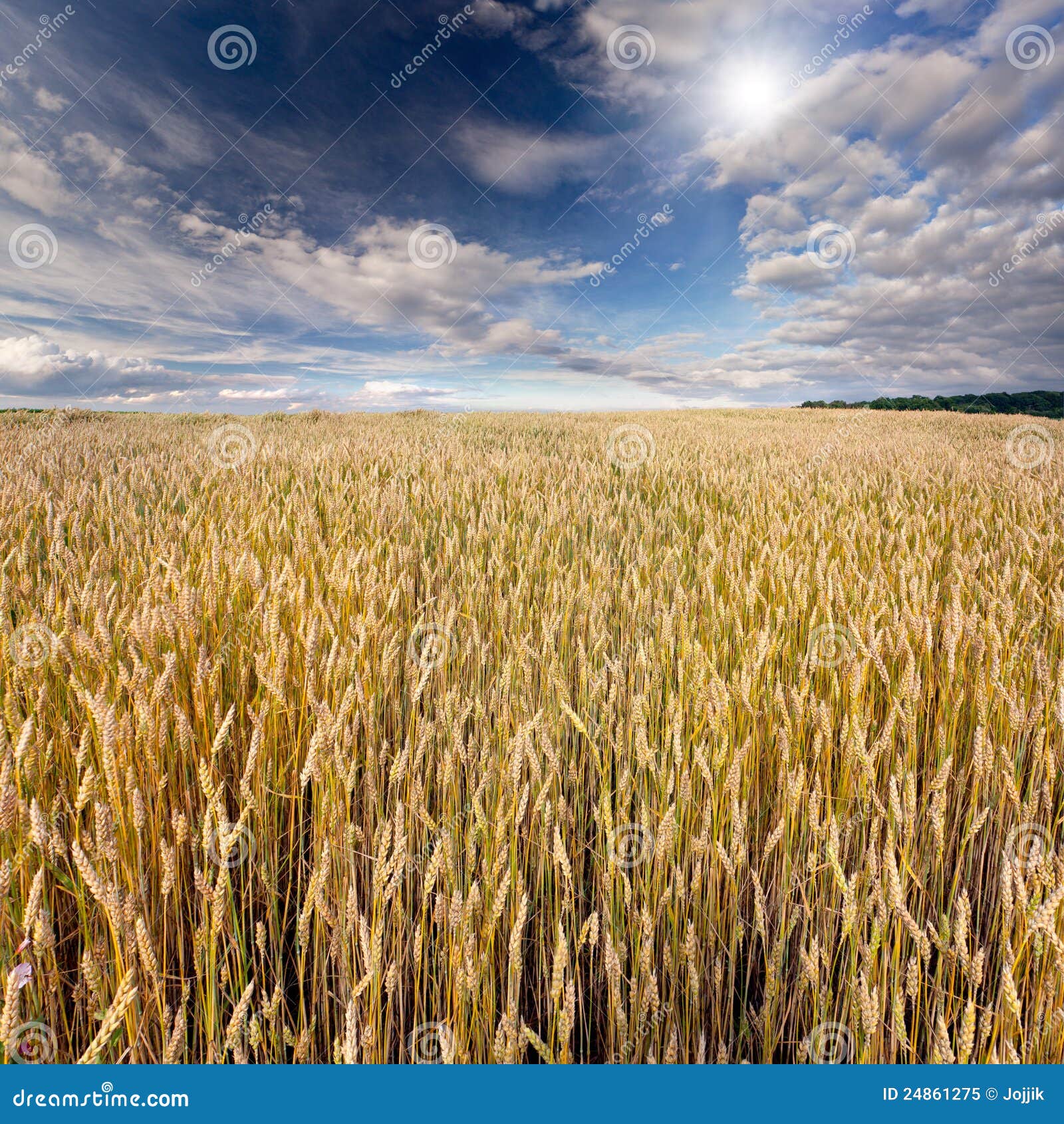 Wheat field at summer stock image. Image of outdoor, botanical - 24861275
