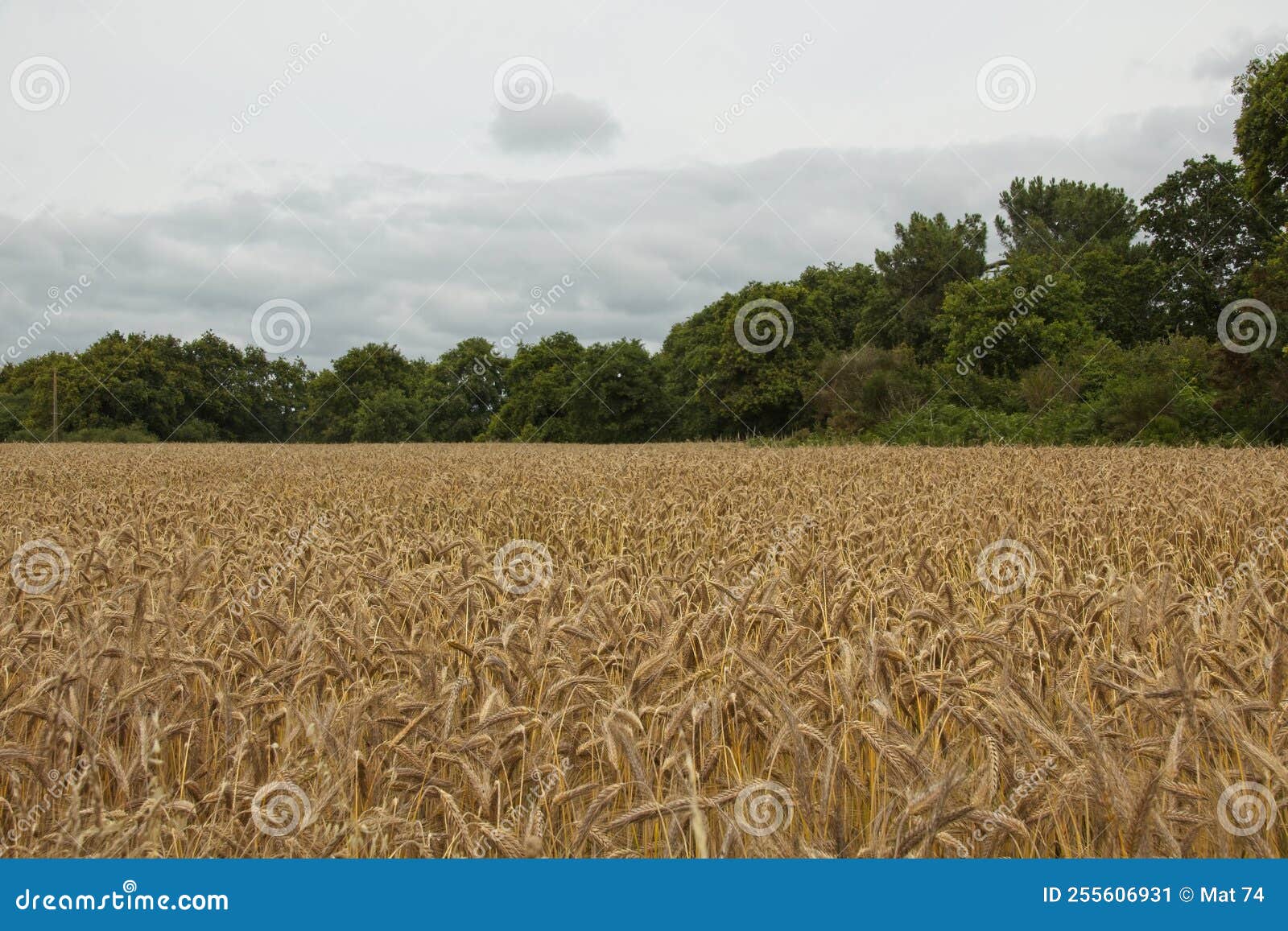Wheat field in the summer stock image. Image of cloud - 255606931
