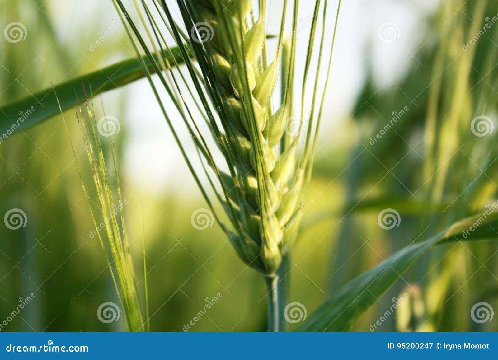 Wheat stock image. Image of rural, plant, country, farm - 95200247