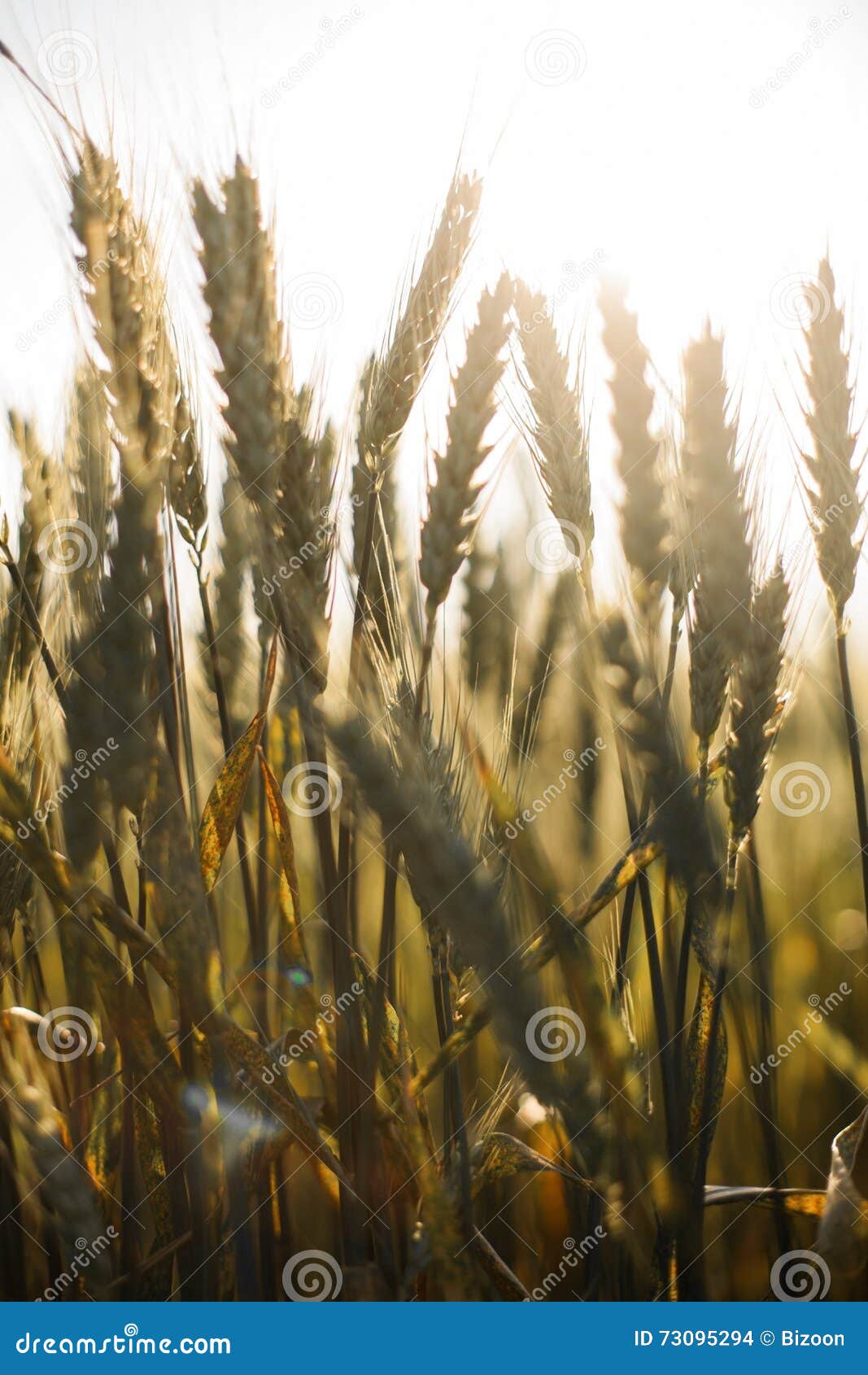 Wheat field in summer stock photo. Image of nature, golden - 73095294
