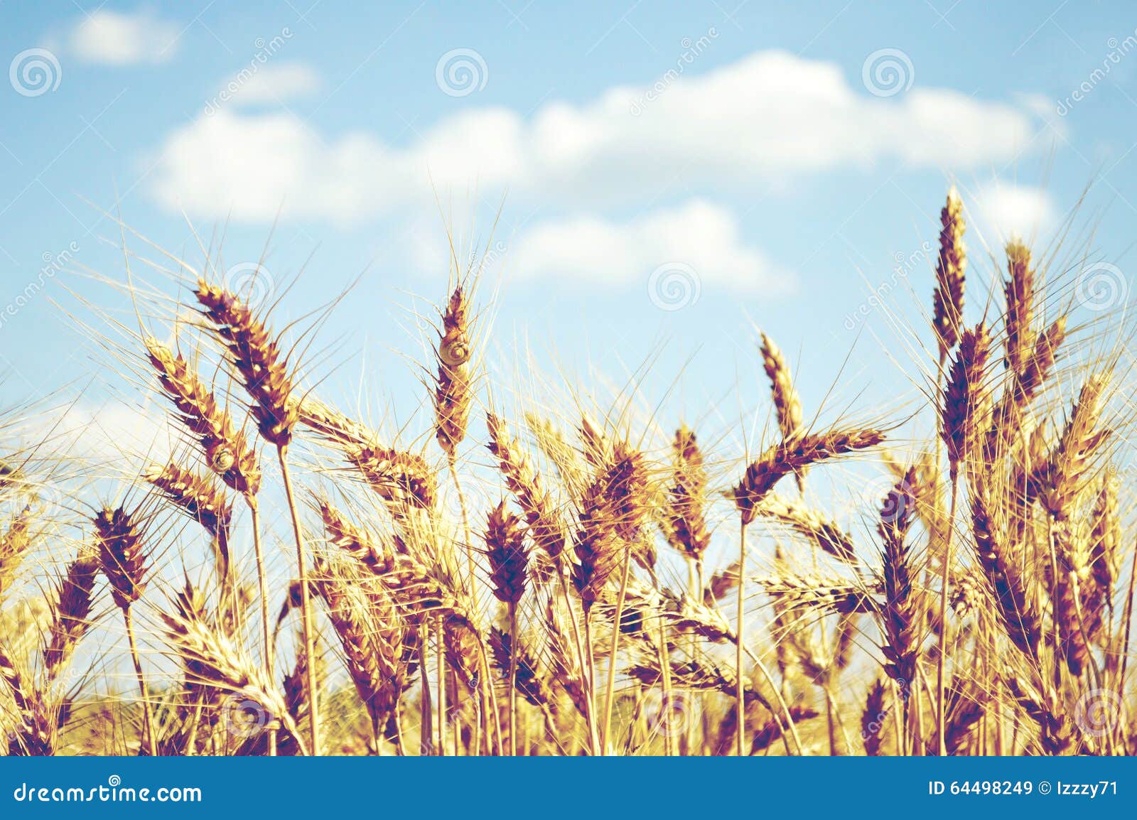 Wheat field in summer stock image. Image of closeup, golden - 64498249