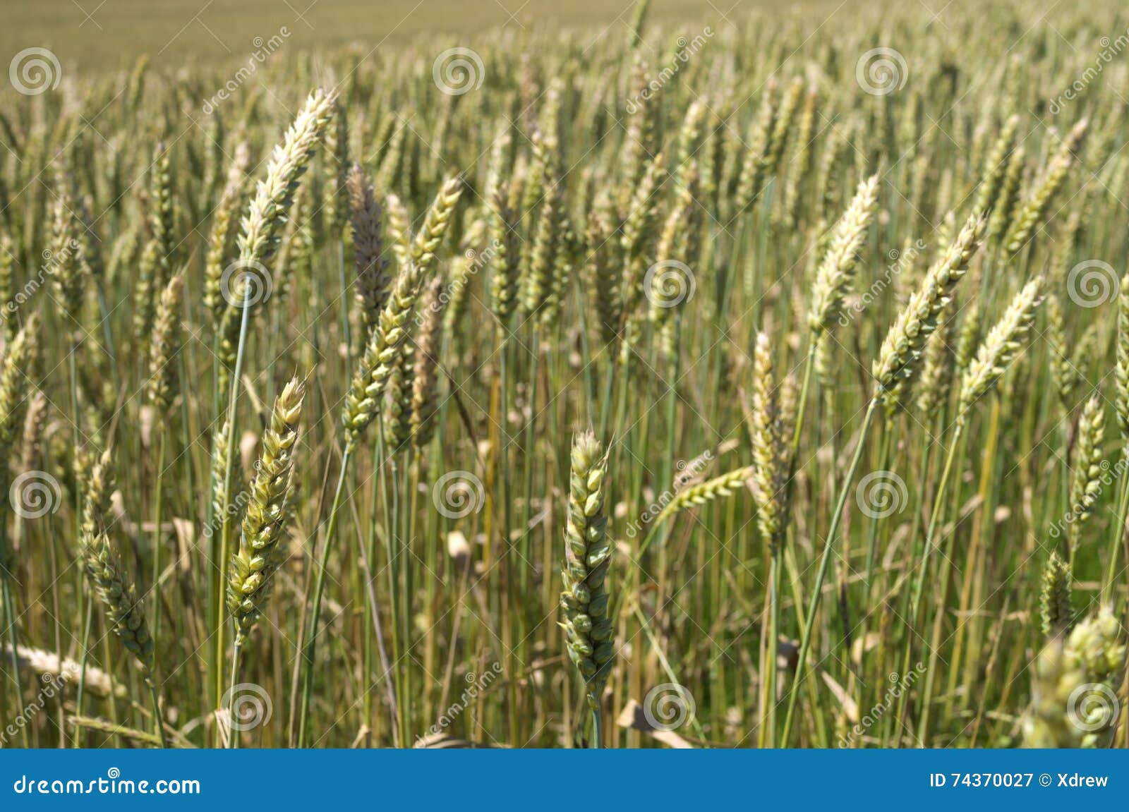 Wheat field stock image. Image of light, harvest, summer - 74370027