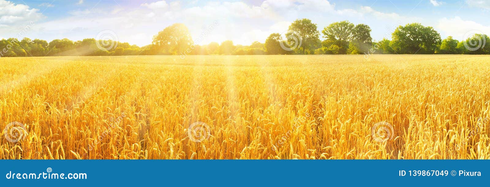 Wheat Field in Summertime stock image. Image of gold - 139867049