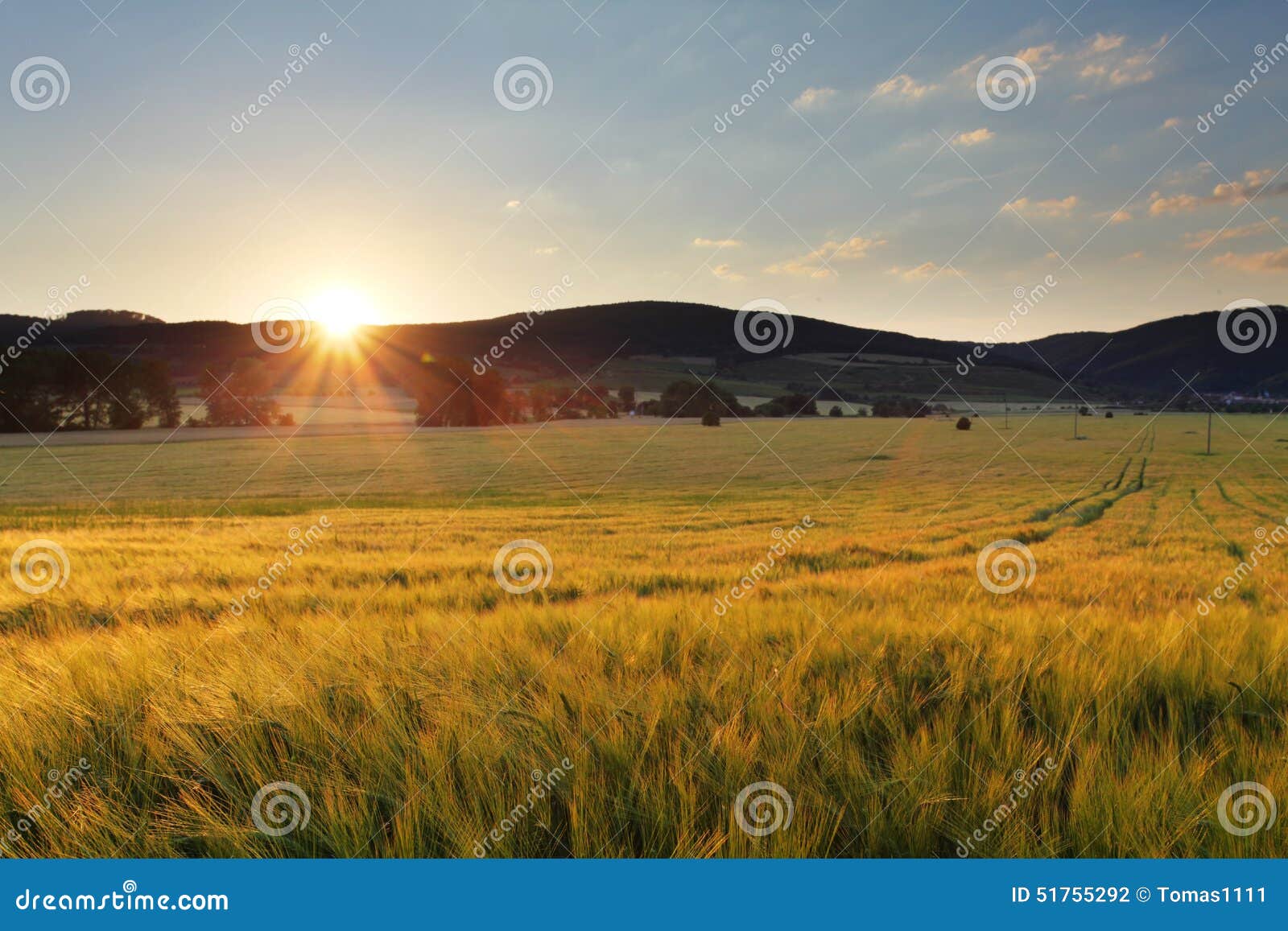 Wheat Field with Sun and Mountain Stock Photo - Image of ripe, farming ...