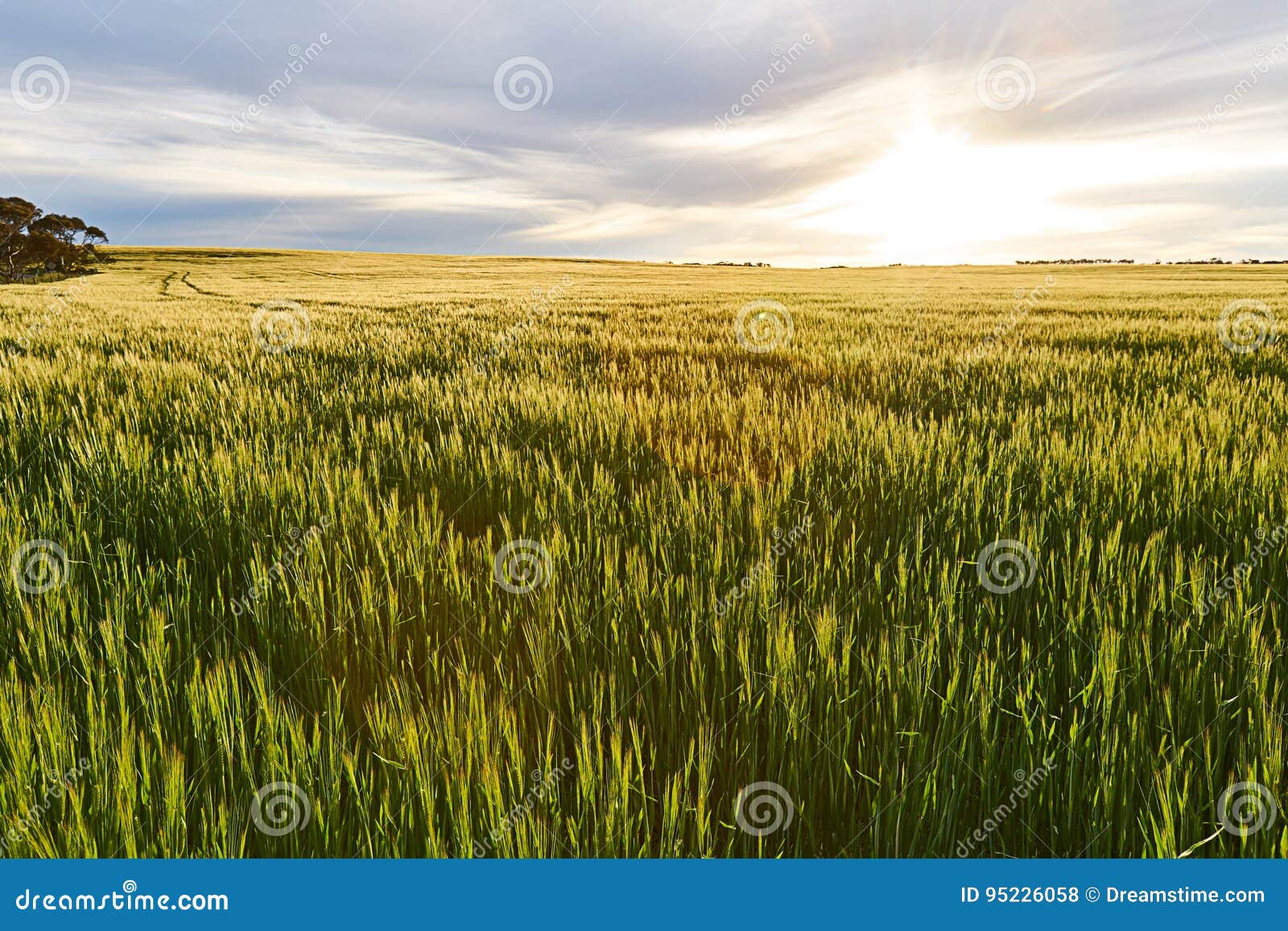 Wheat field stock photo. Image of golden, nature, open - 95226058