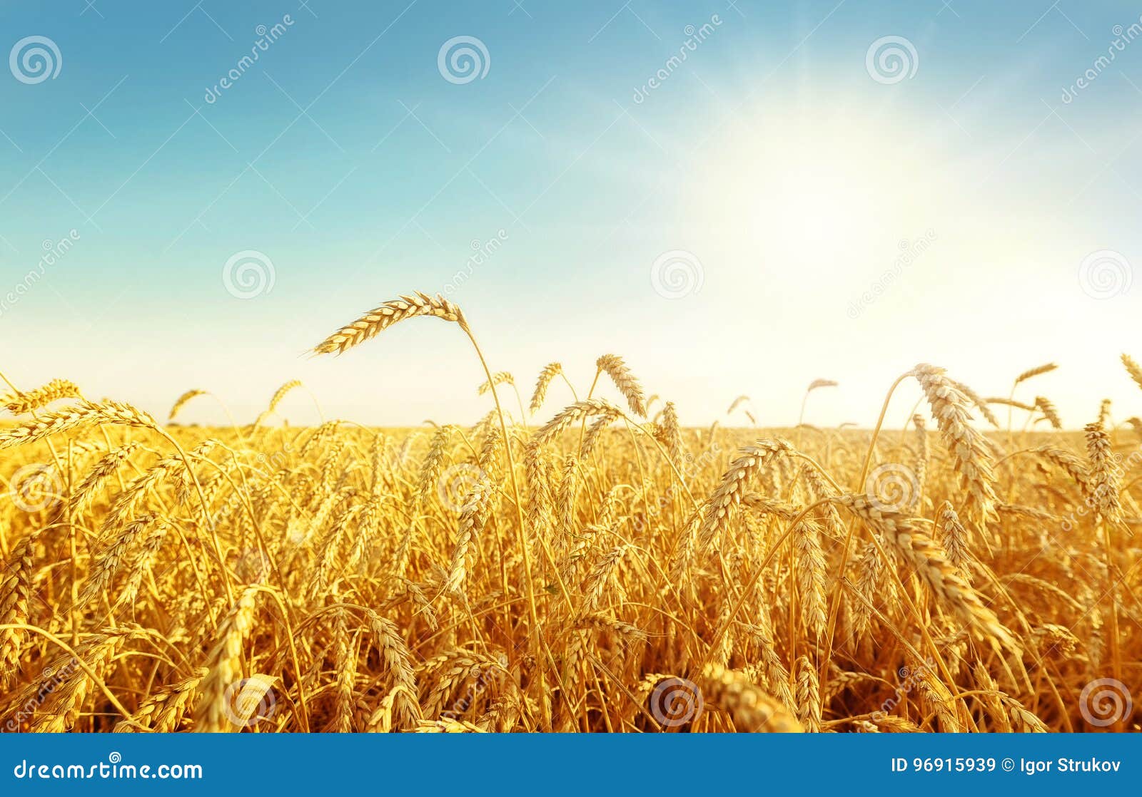 Wheat field and sun stock image. Image of agriculture - 96915939