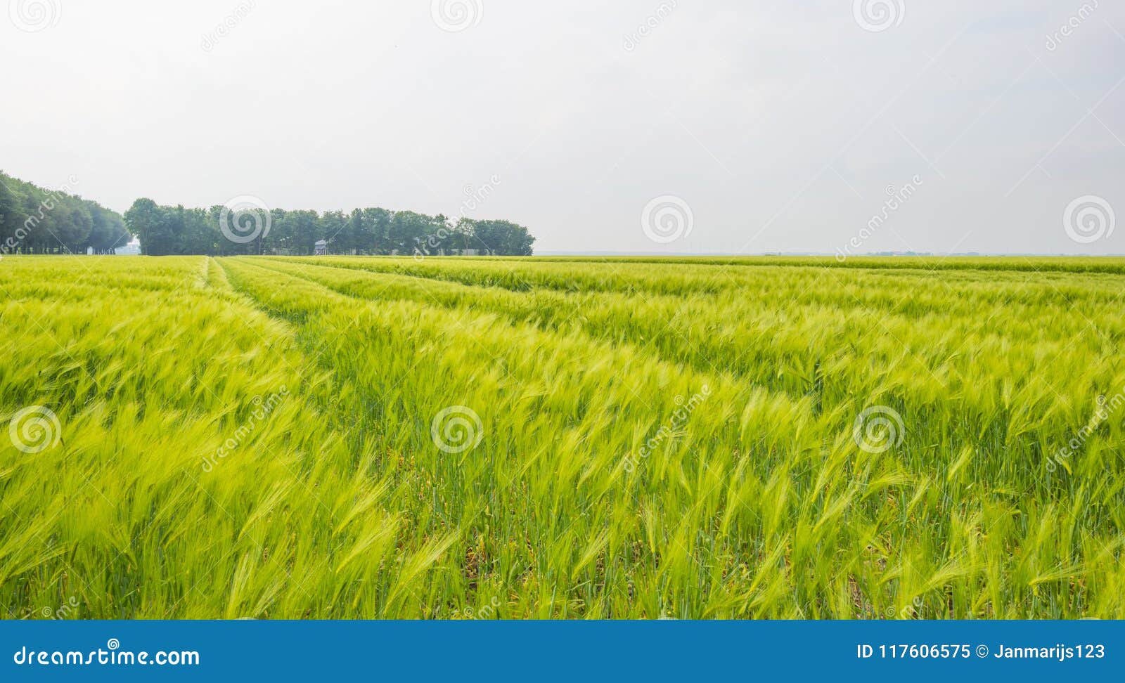 Wheat in a field in spring stock image. Image of plant - 117606575