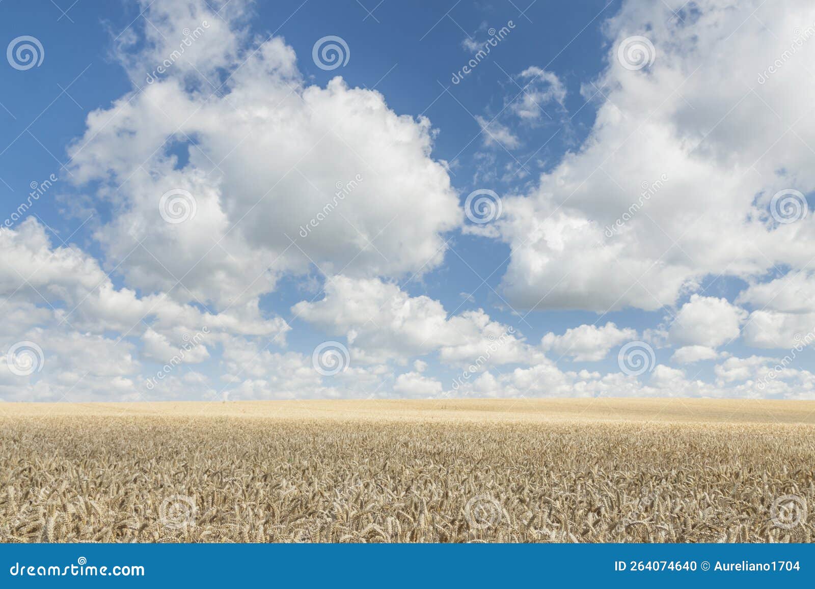 Wheat Field Sunlit in the Summer, Overcast Sky Stock Photo - Image of ...