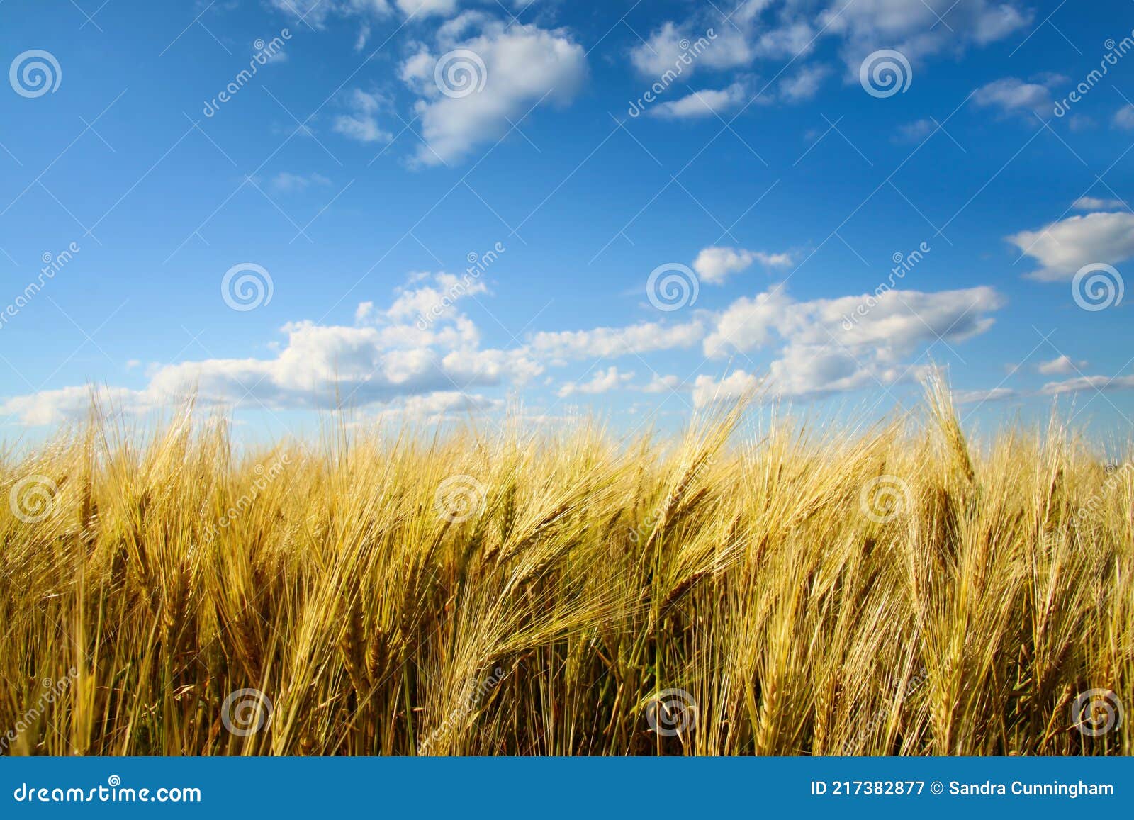 Wheatfield with Sunny Blue Sky Stock Image - Image of horizon ...