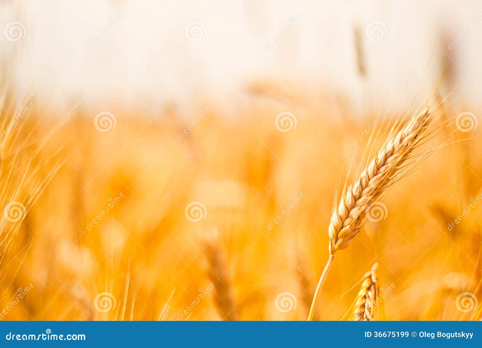 Wheat field stock image. Image of yellow, flour, breadstuffs - 36675199