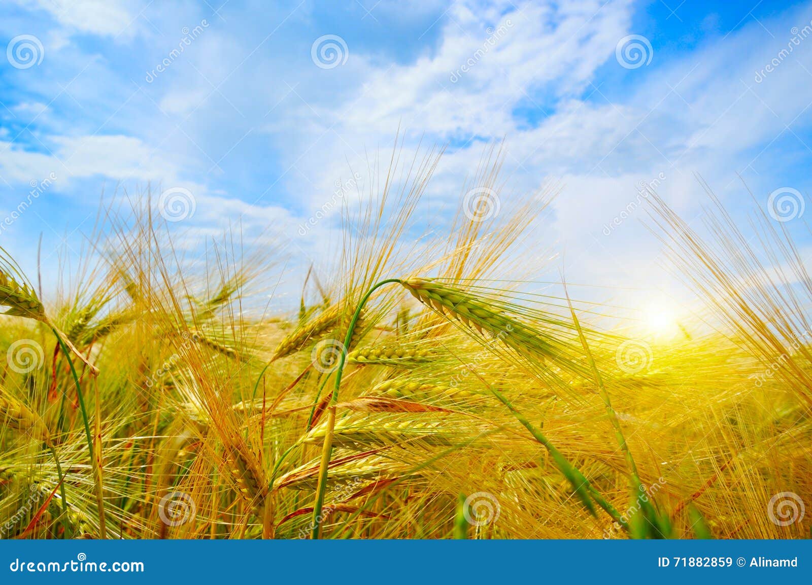 Wheat Field and Sunrise in the Blue Sky Stock Image - Image of farming ...