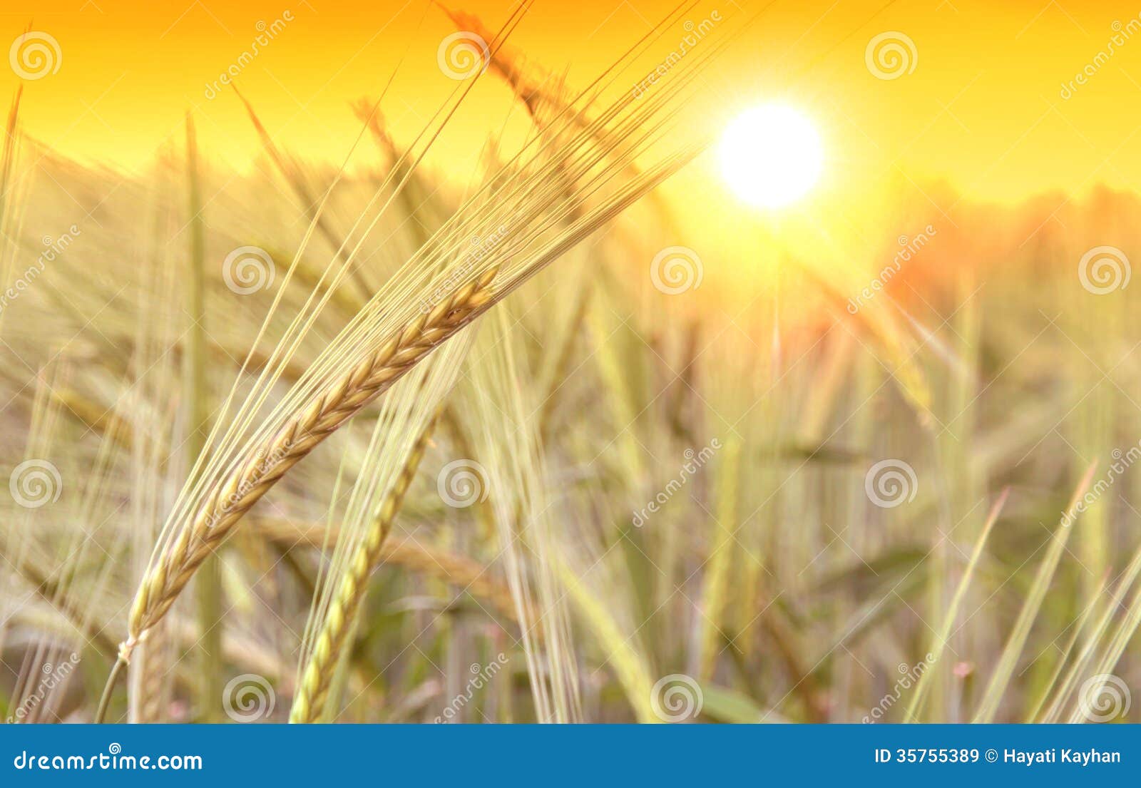 Wheat Field Sunrise Stock Photos - Download 21,487 Royalty Free Photos