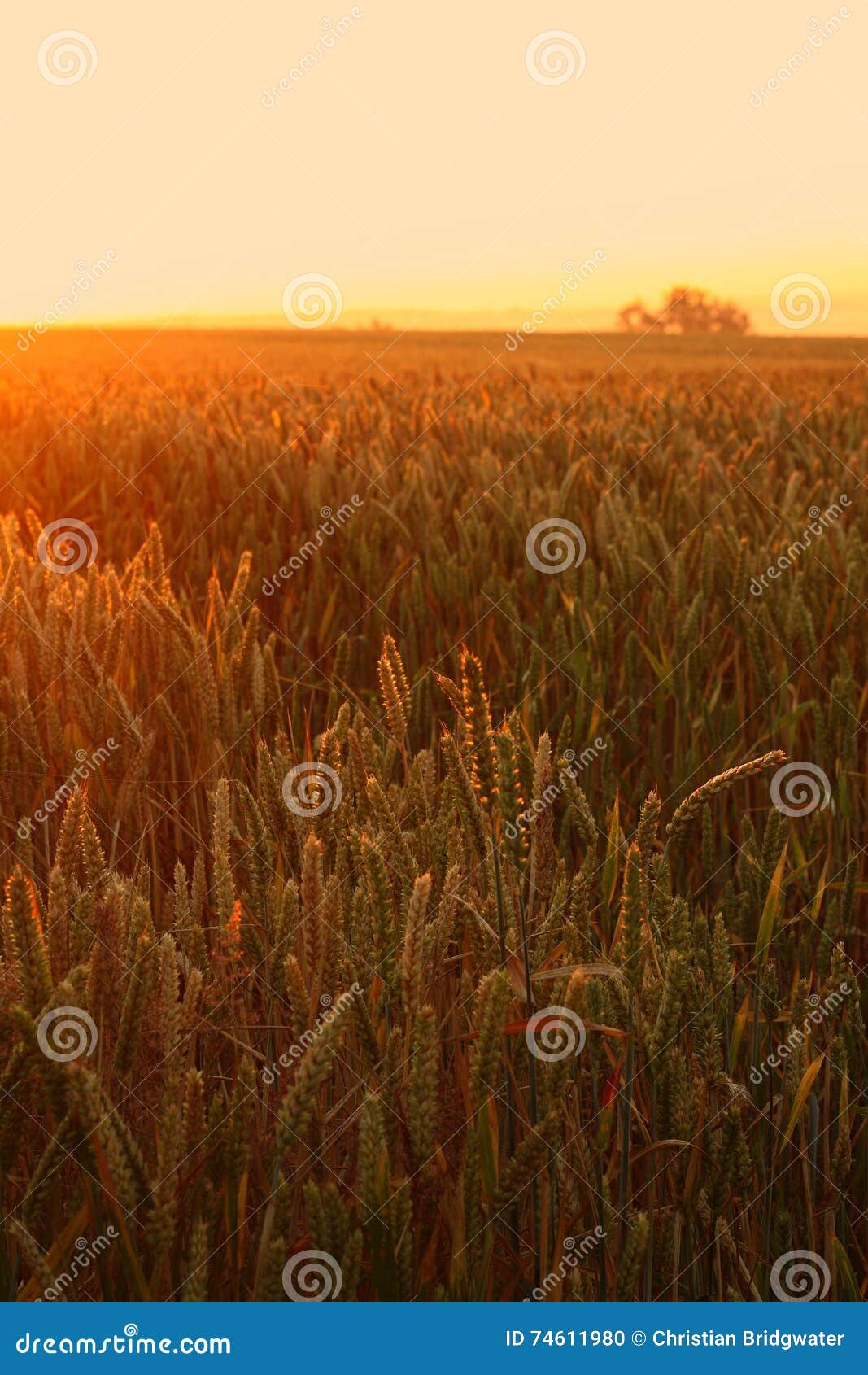 Wheat field sunrise stock photo. Image of wheat, ingredient - 74611980
