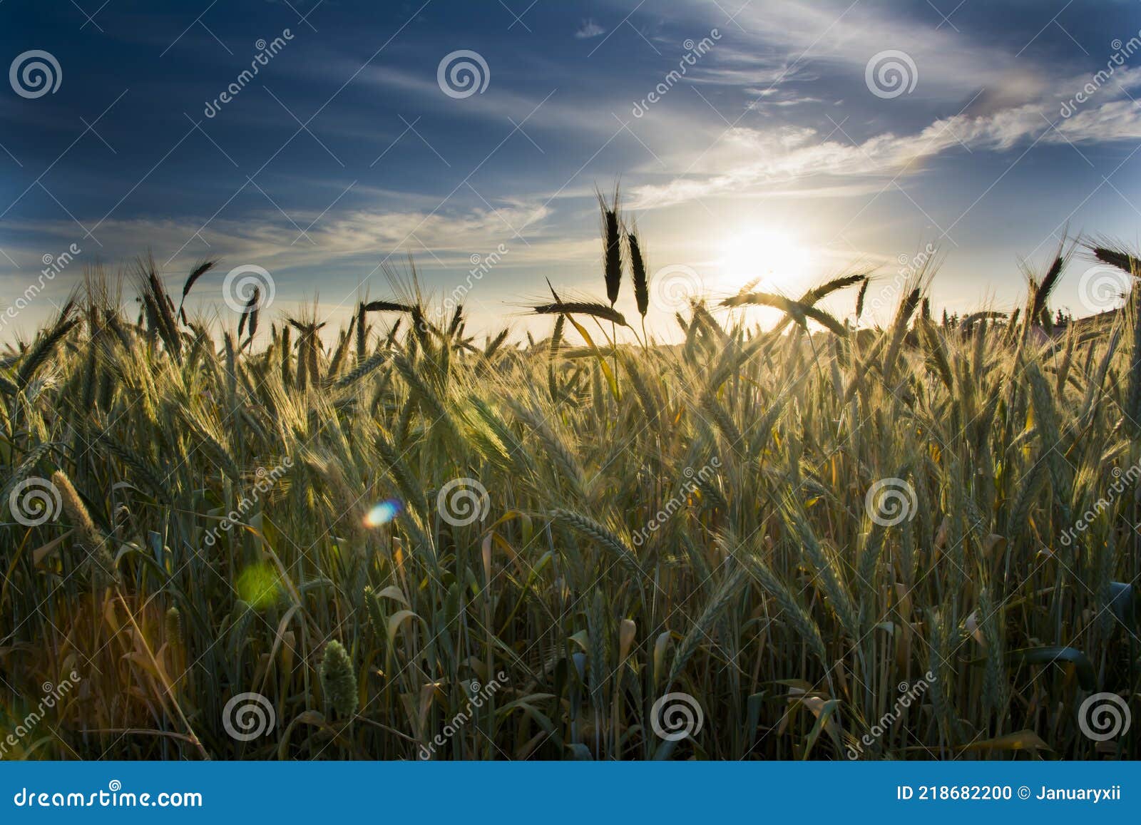 Wheat Field at Sunrise on a Spring Day Stock Photo - Image of horizon ...