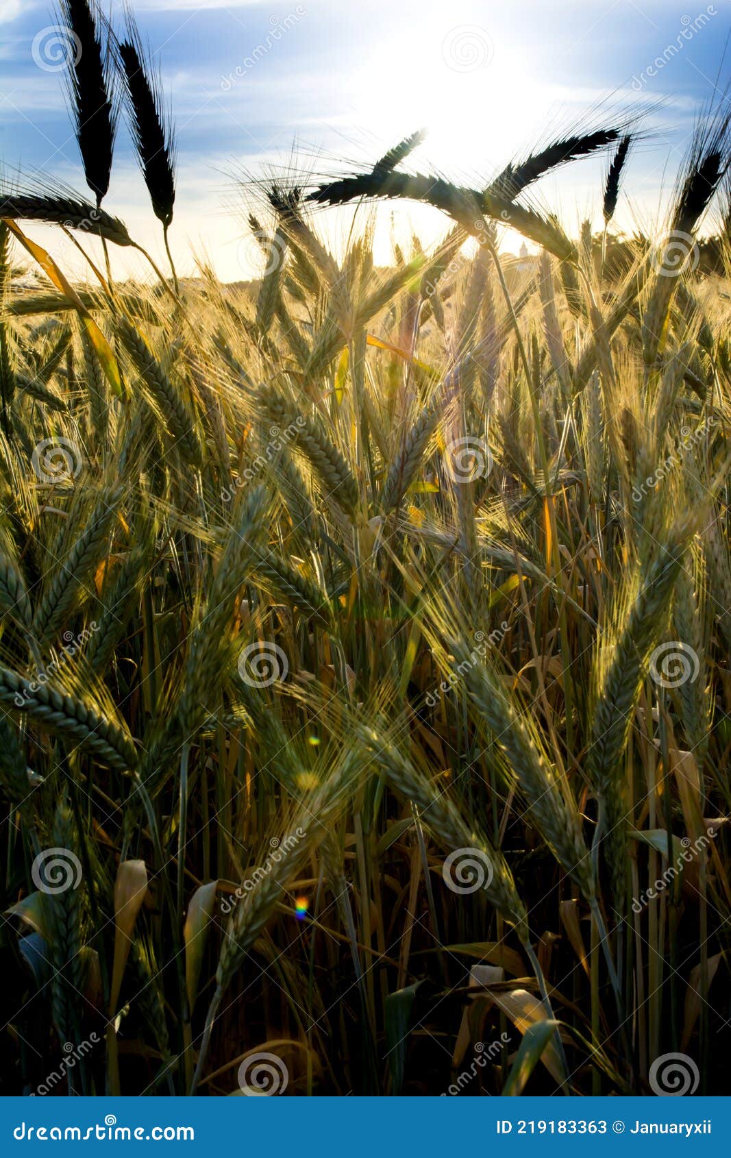 Wheat Field at Sunrise on a Spring Day Stock Image - Image of ...