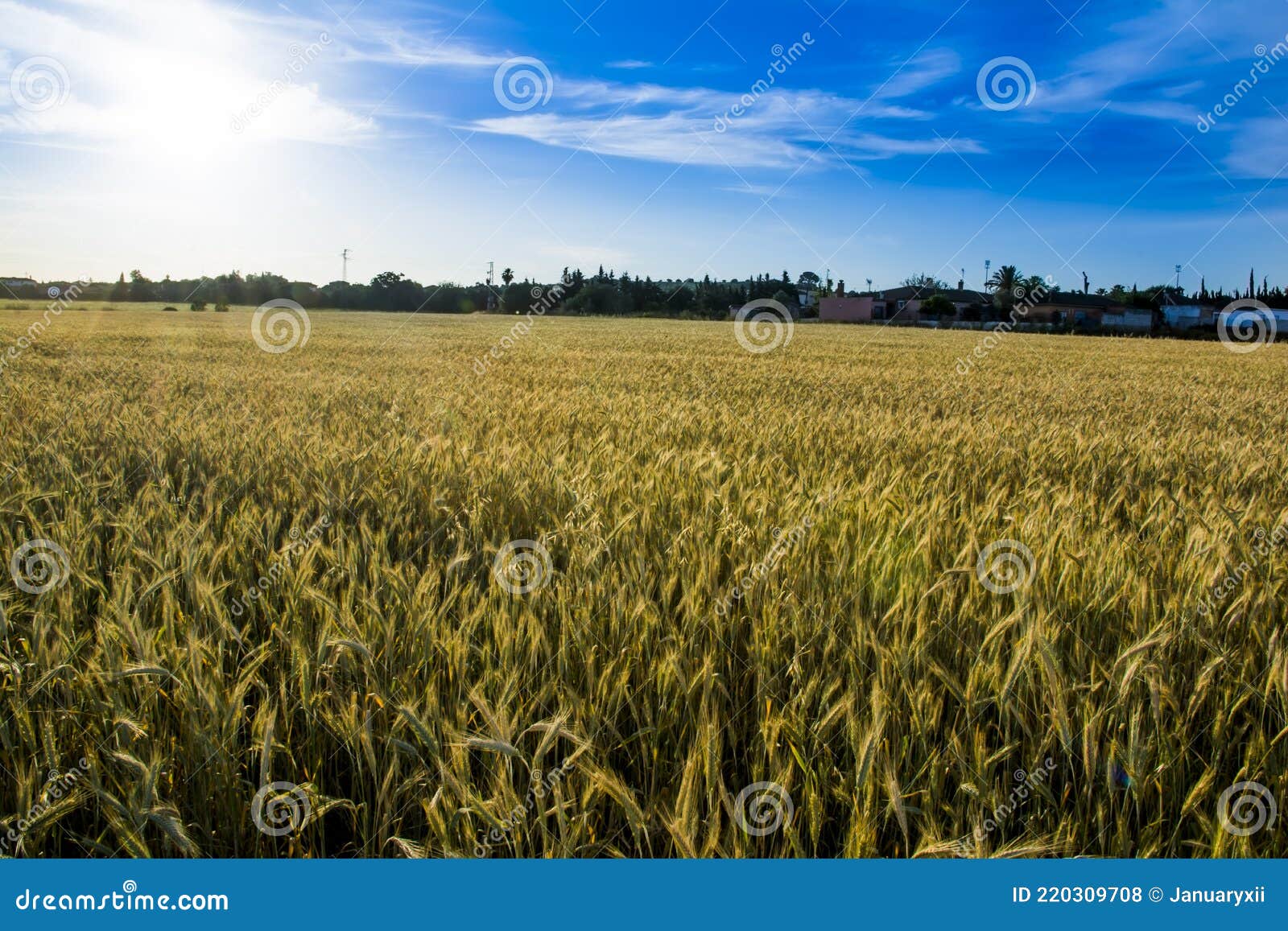 Wheat Field at Sunrise on a Spring Day Stock Photo - Image of bright ...