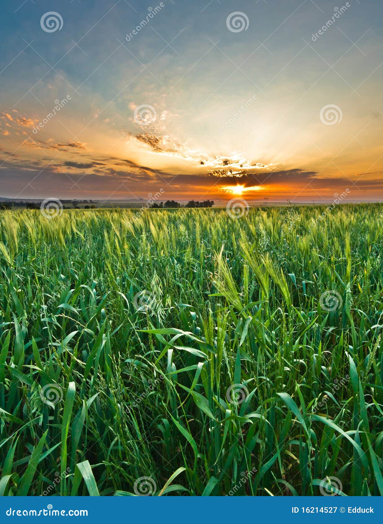 Wheat field at sunset stock image. Image of nature, field - 16214527