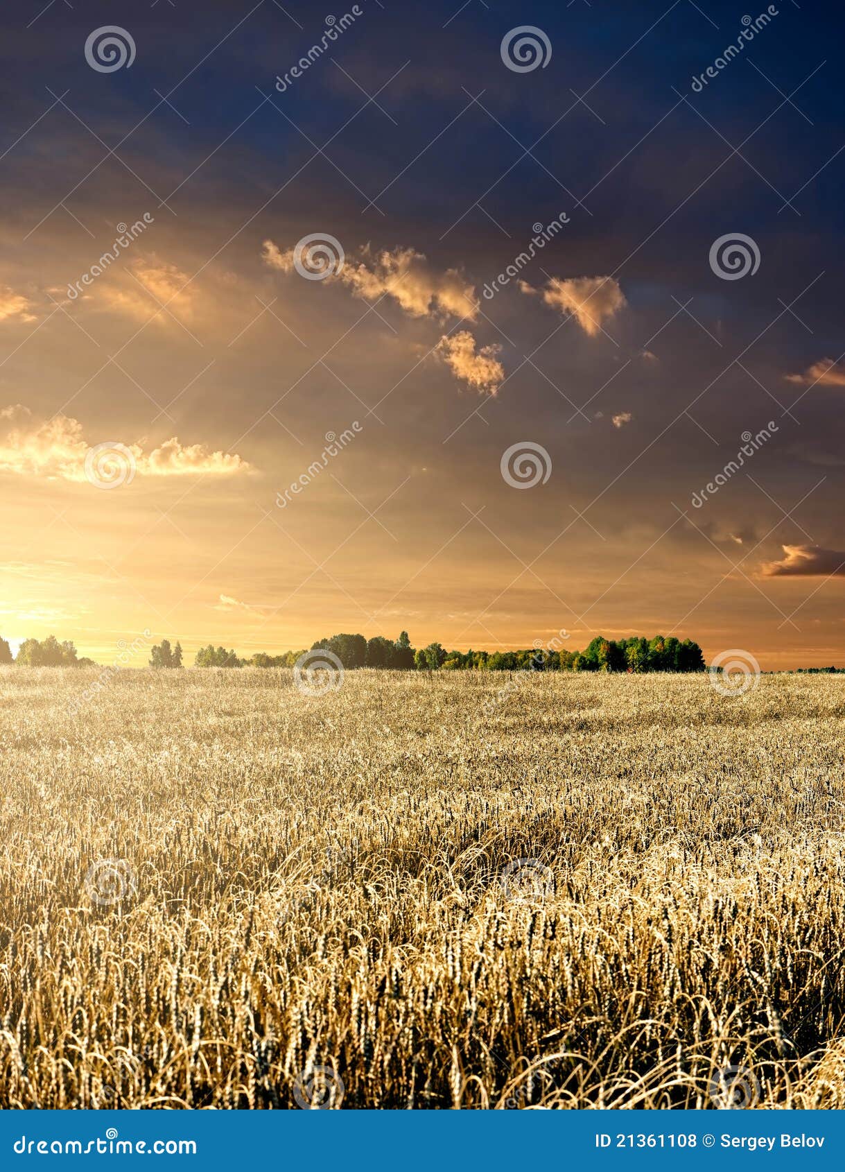 Wheat field at sunset stock photo. Image of rural, clouds - 21361108