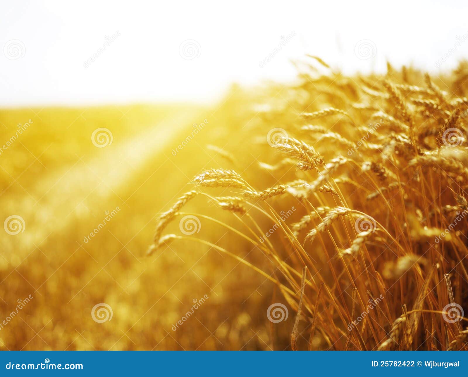 Wheat field at sunset stock photo. Image of bread, corn - 25782422
